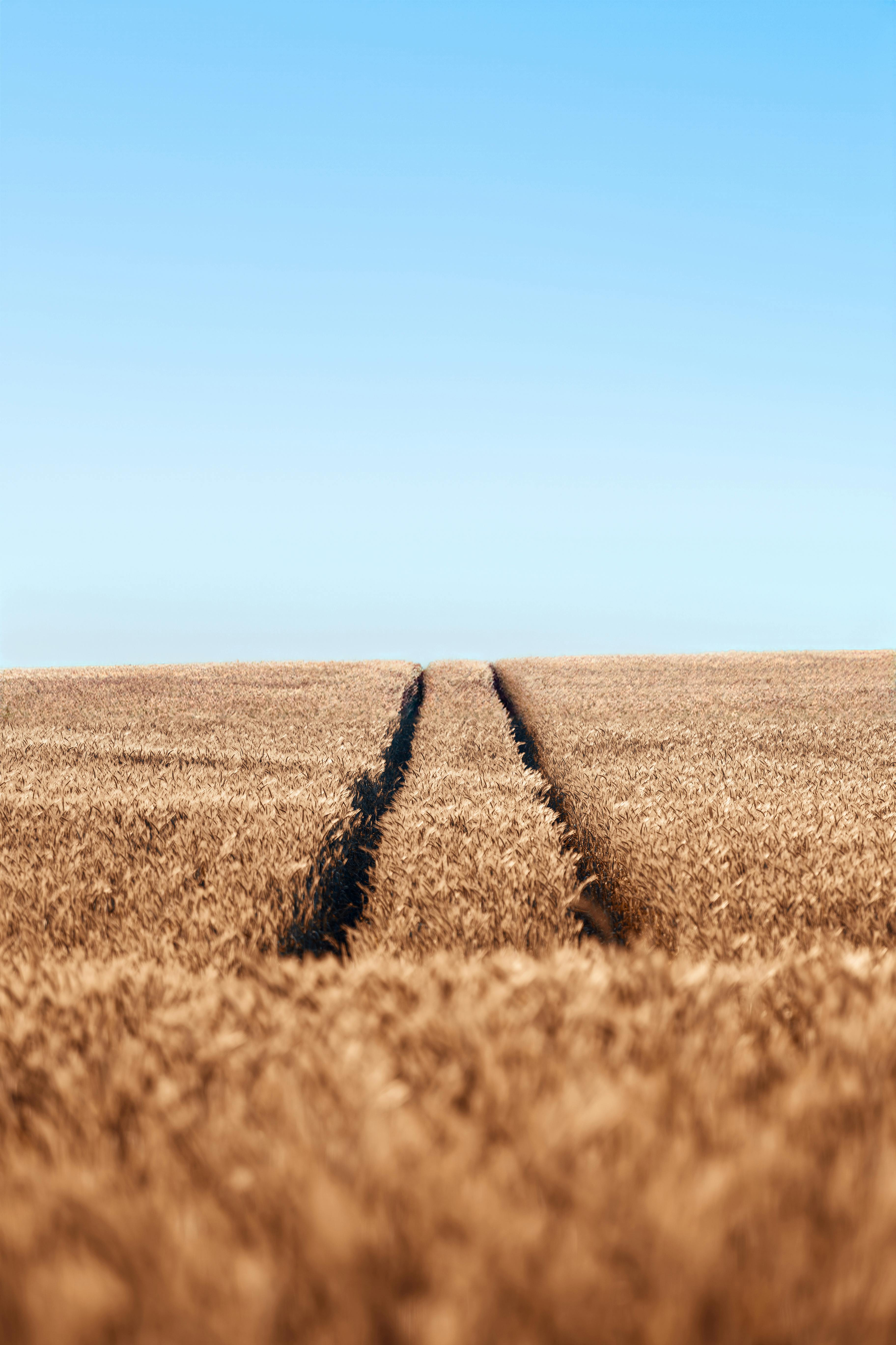 Blue Rye Photos, Download The BEST Free Blue Rye Stock Photos & HD Images