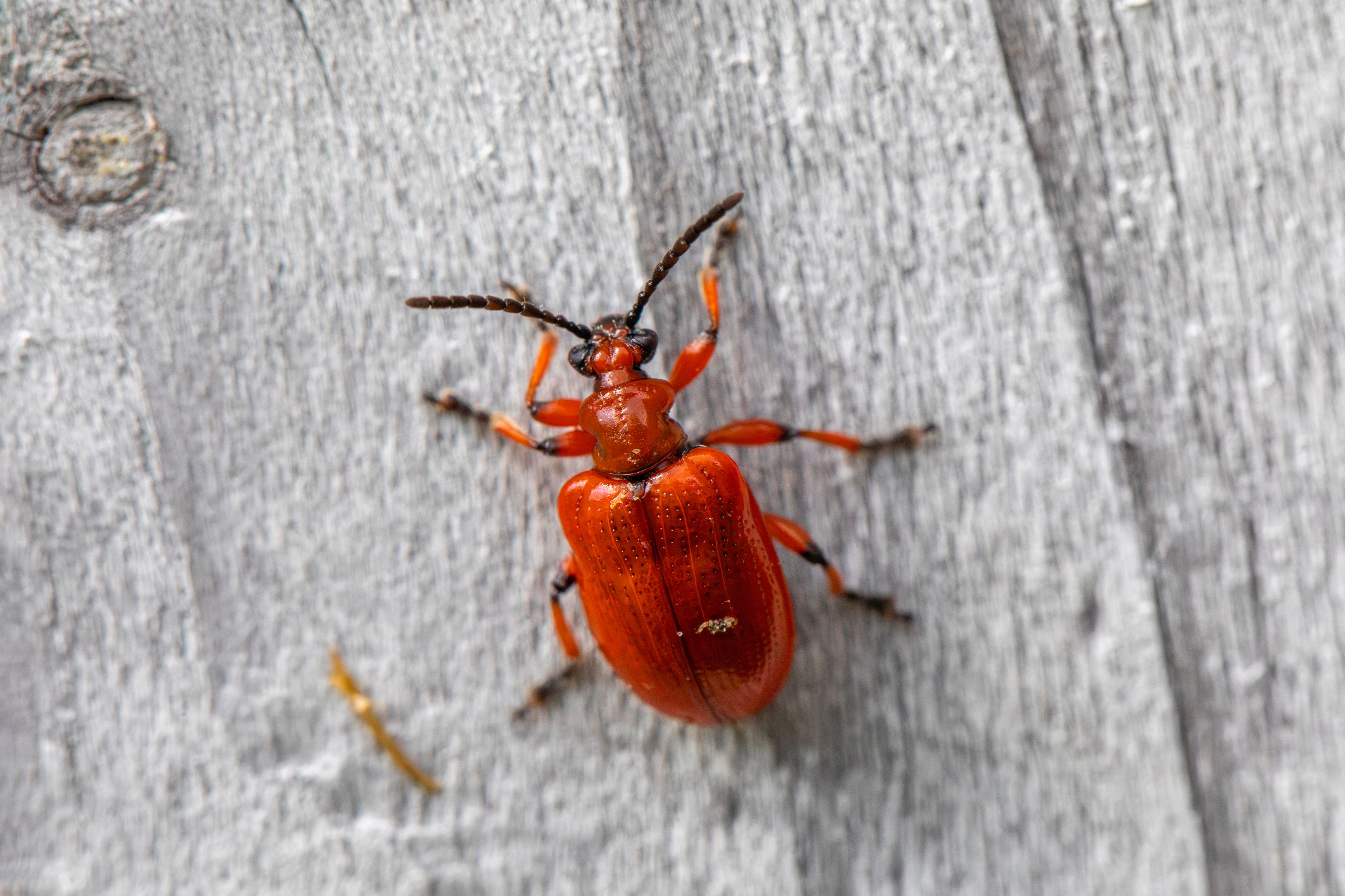 A red beetle on a wooden surface · Free Stock Photo