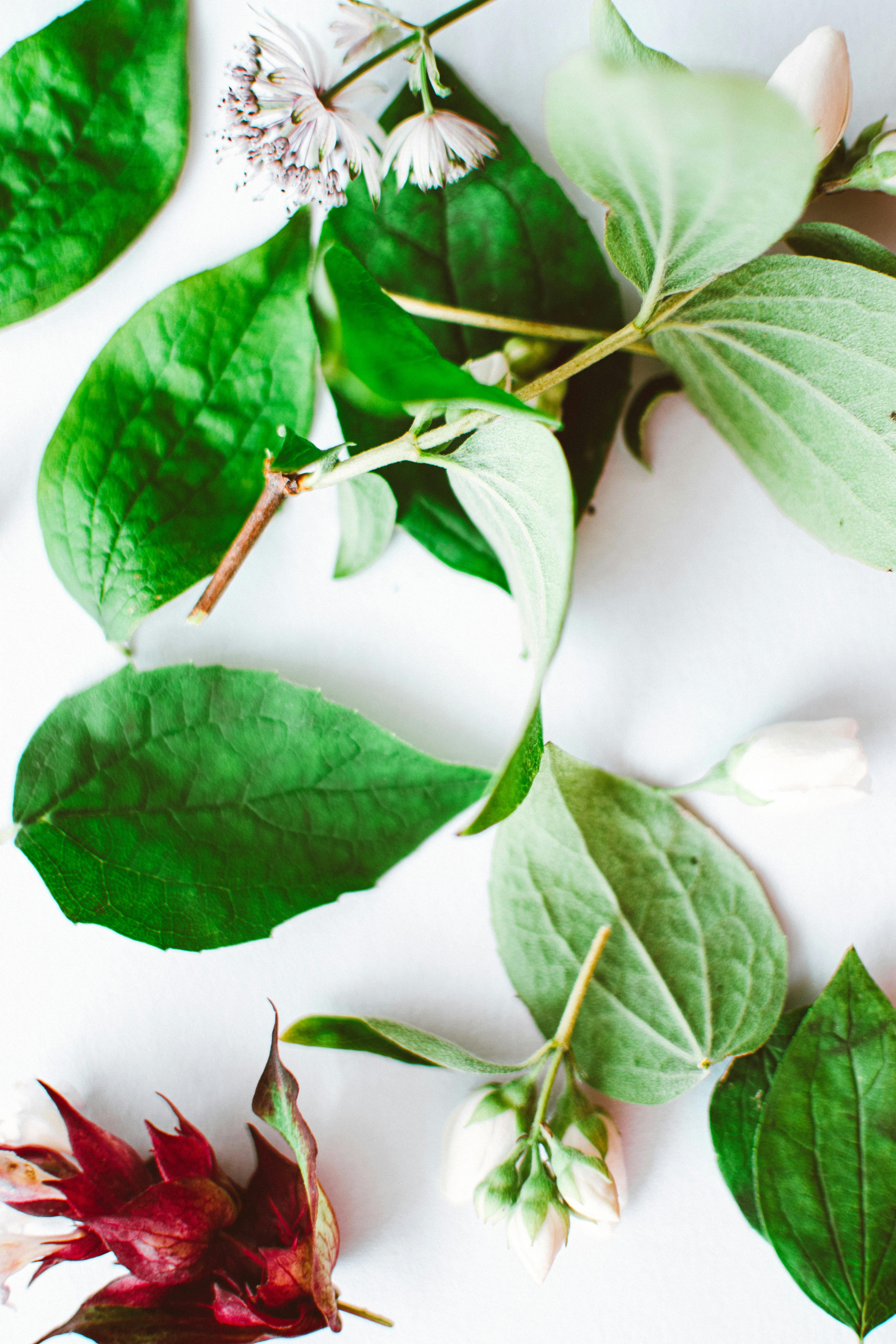 Green Leaf Plant Top-view Photography · Free Stock Photo