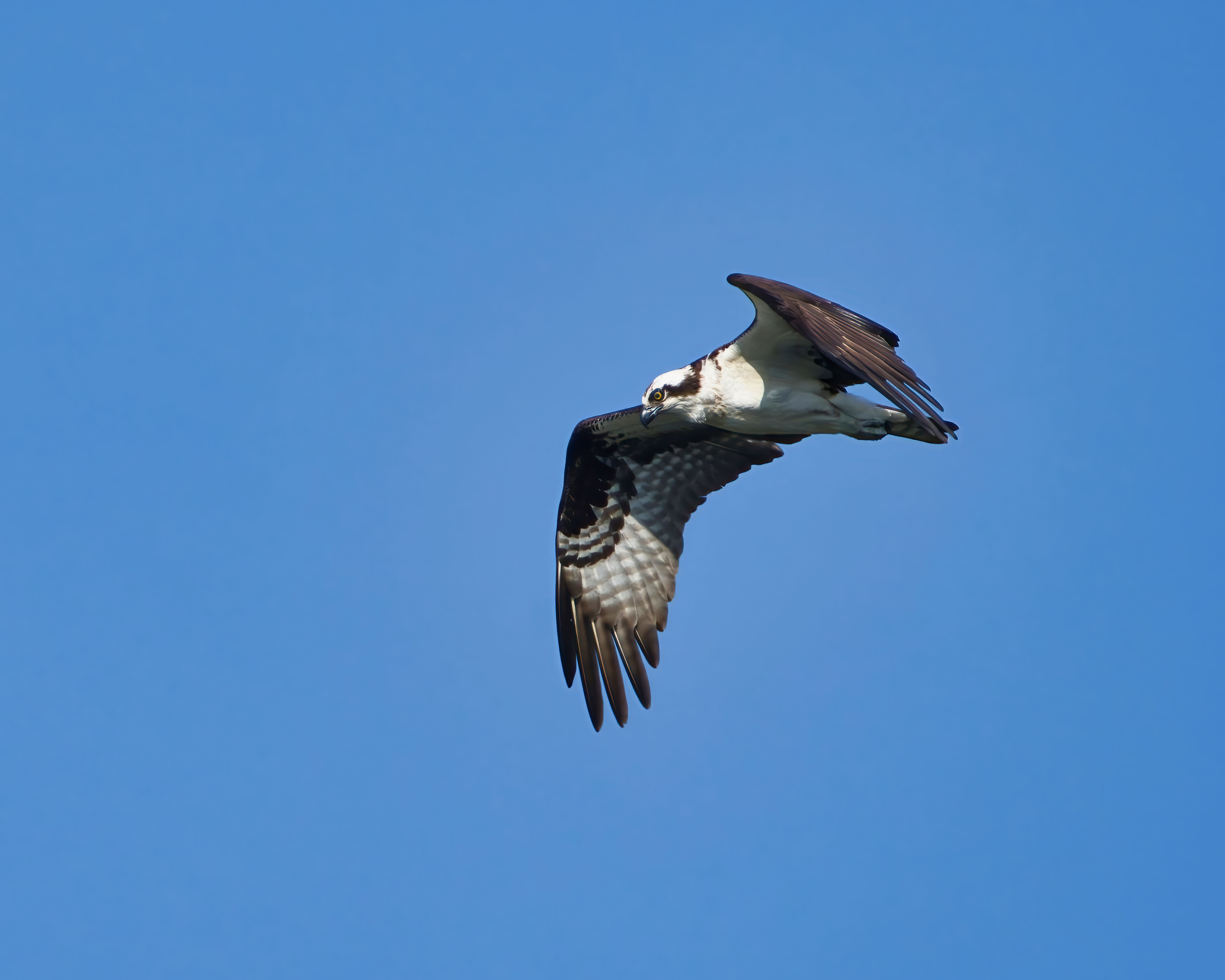 An Osprey Flying · Free Stock Photo
