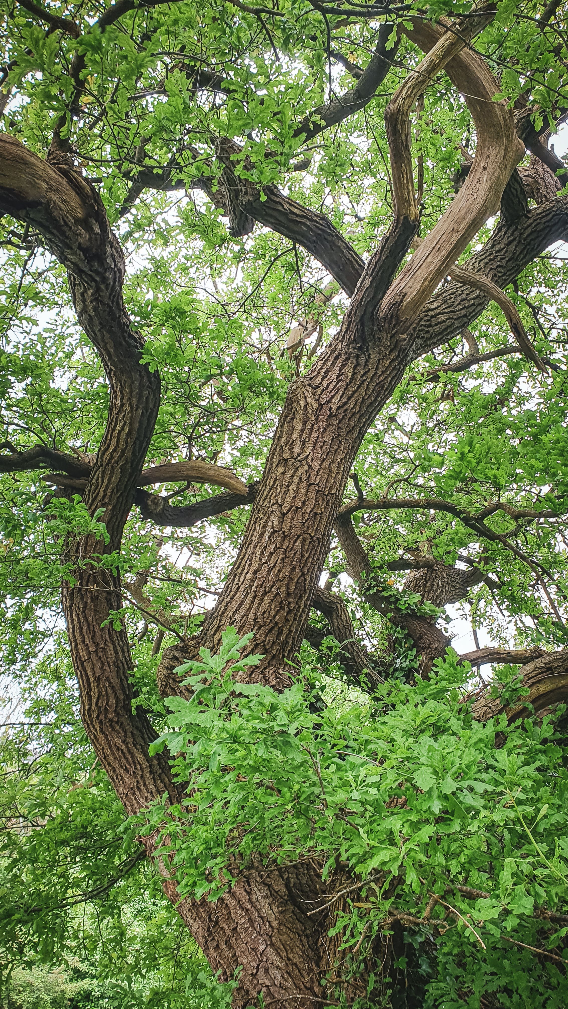 A large tree with many branches and leaves · Free Stock Photo