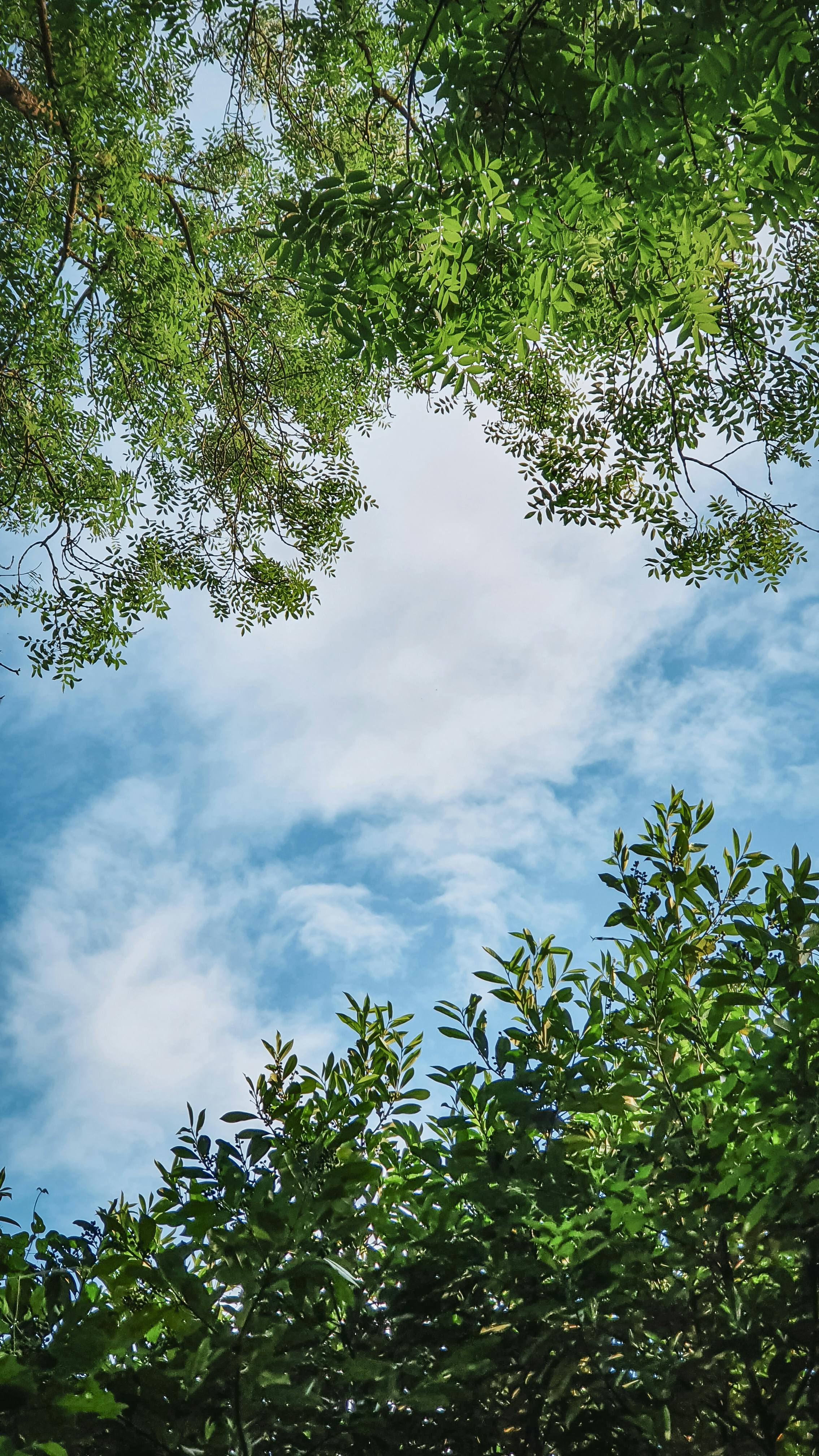 Trees and the Sky · Free Stock Photo