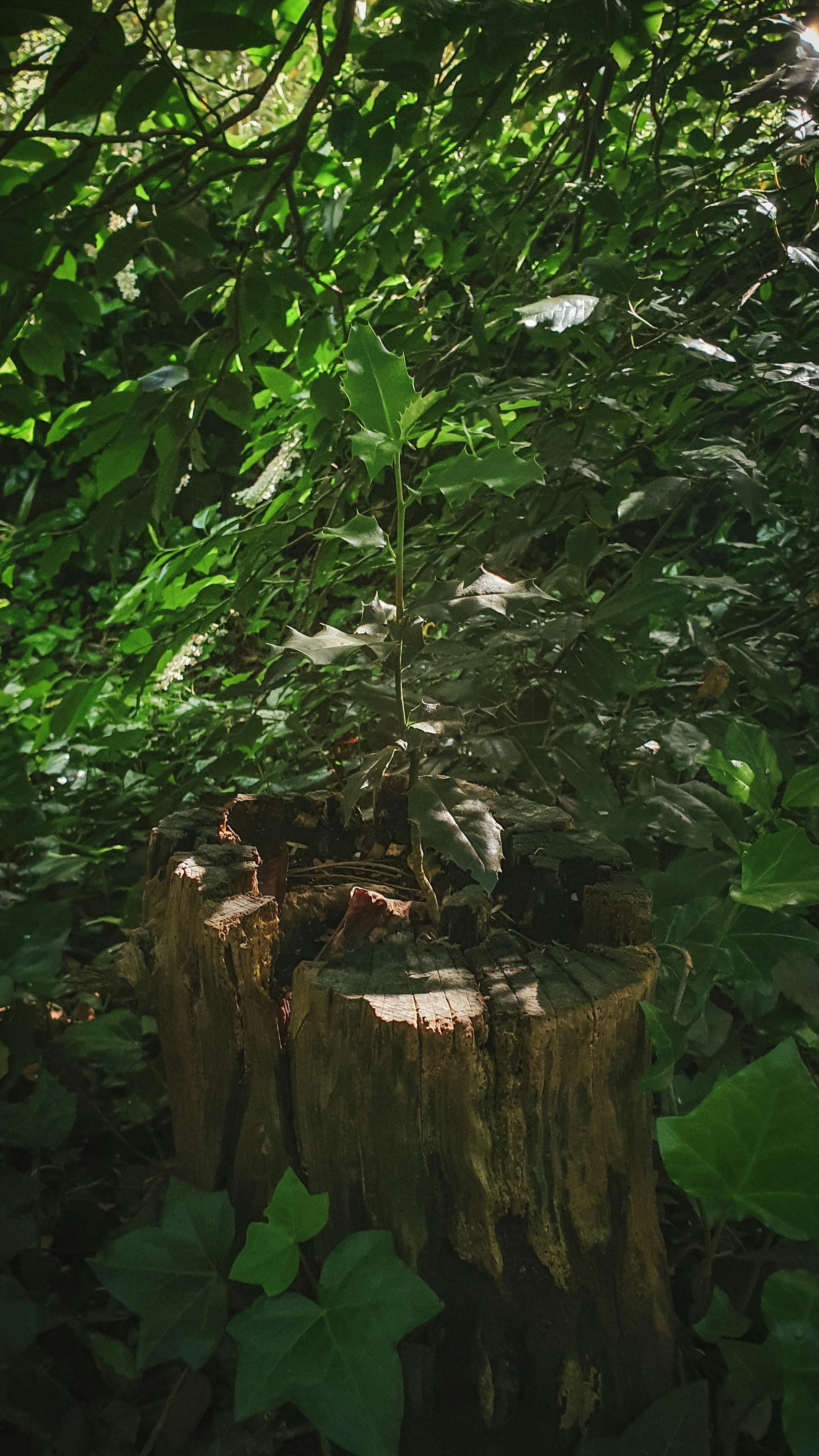 A Tree Stump · Free Stock Photo