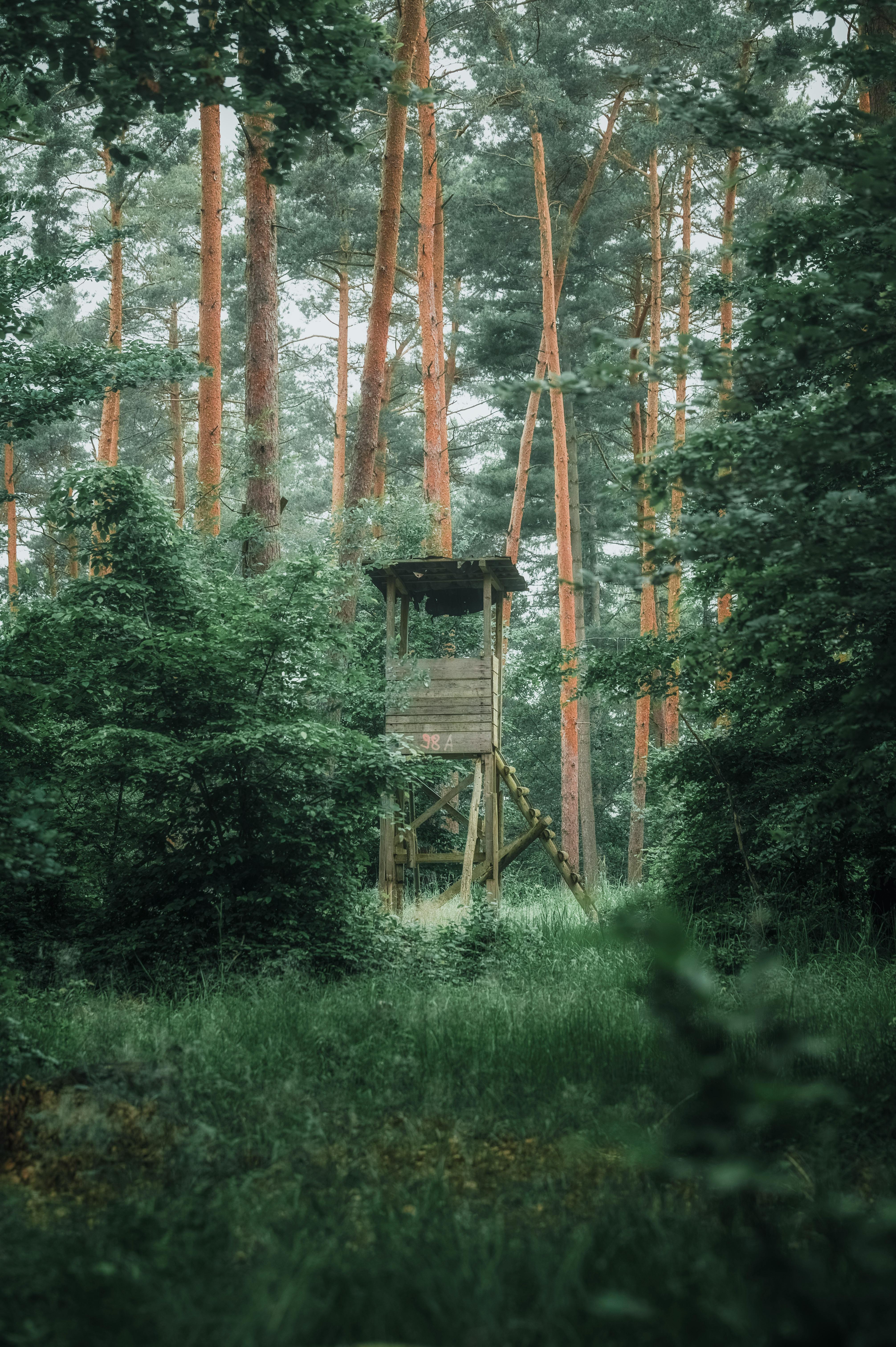 Hunting Tower in a Forest · Free Stock Photo