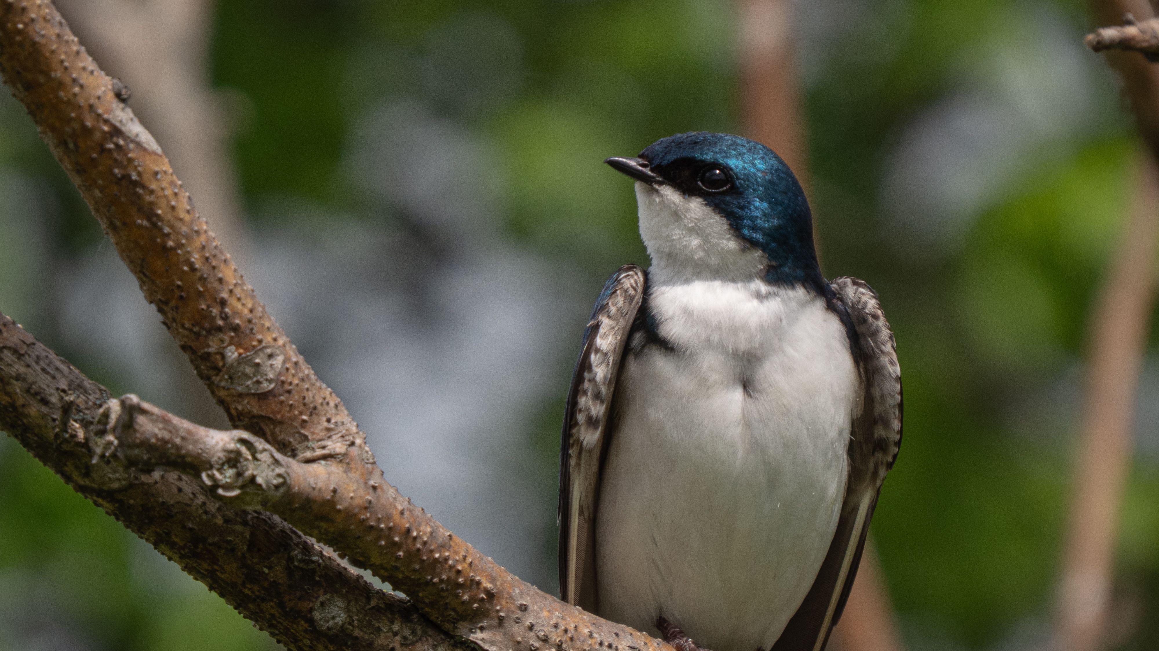 Tree Swallow on Branch · Free Stock Photo