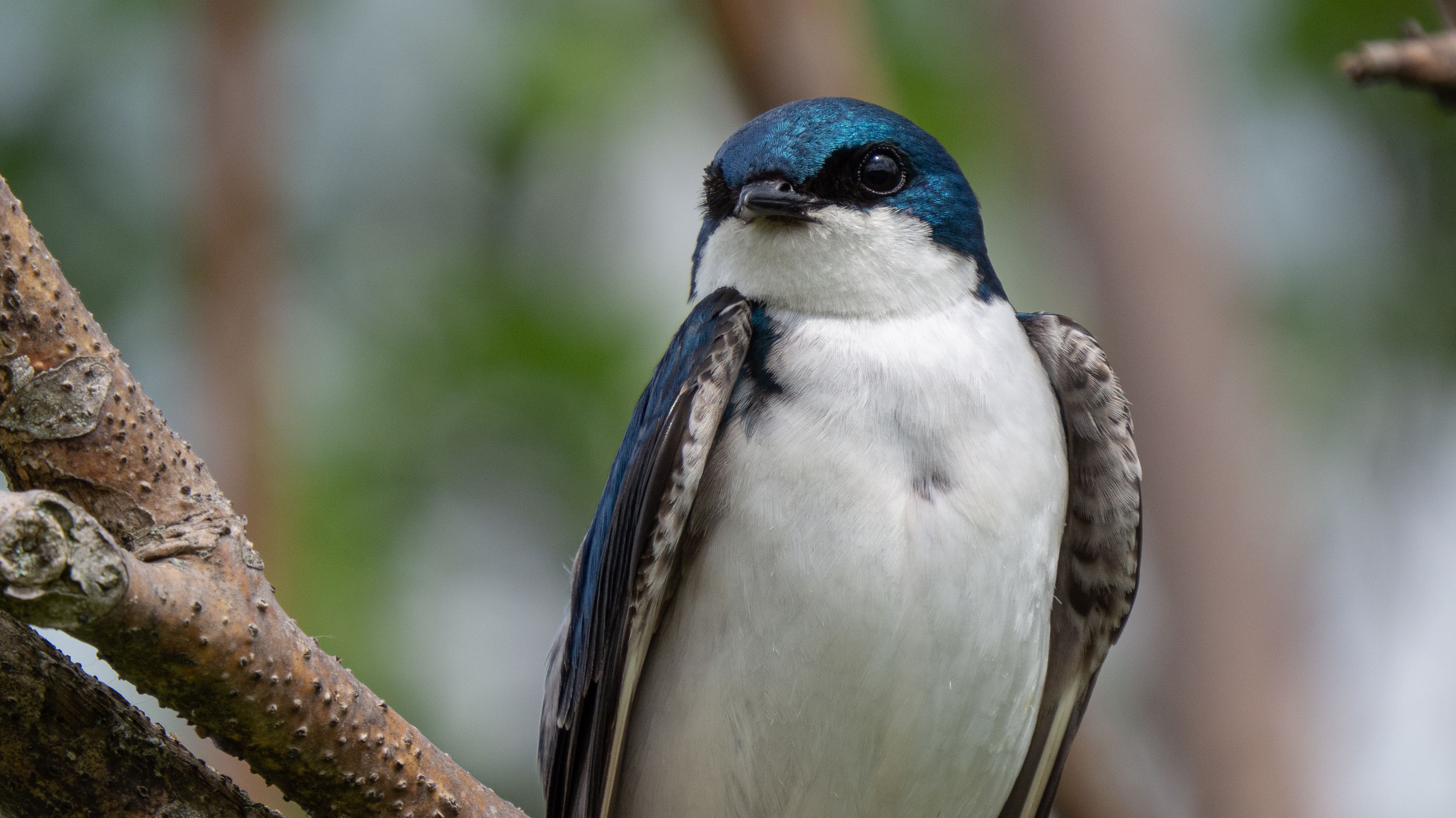 Tree Swallow in Close Up · Free Stock Photo
