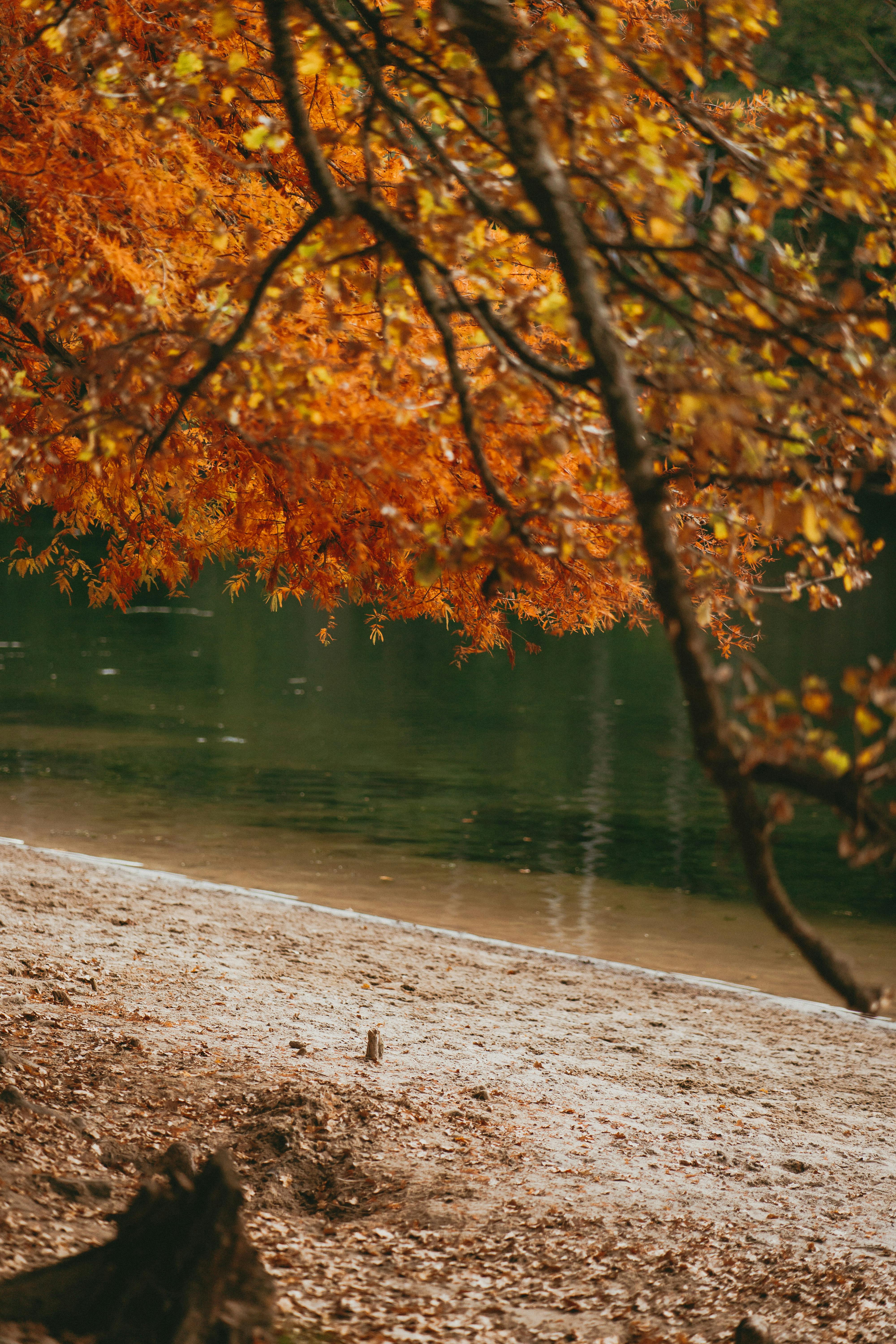 Autumn leaves on the beach · Free Stock Photo