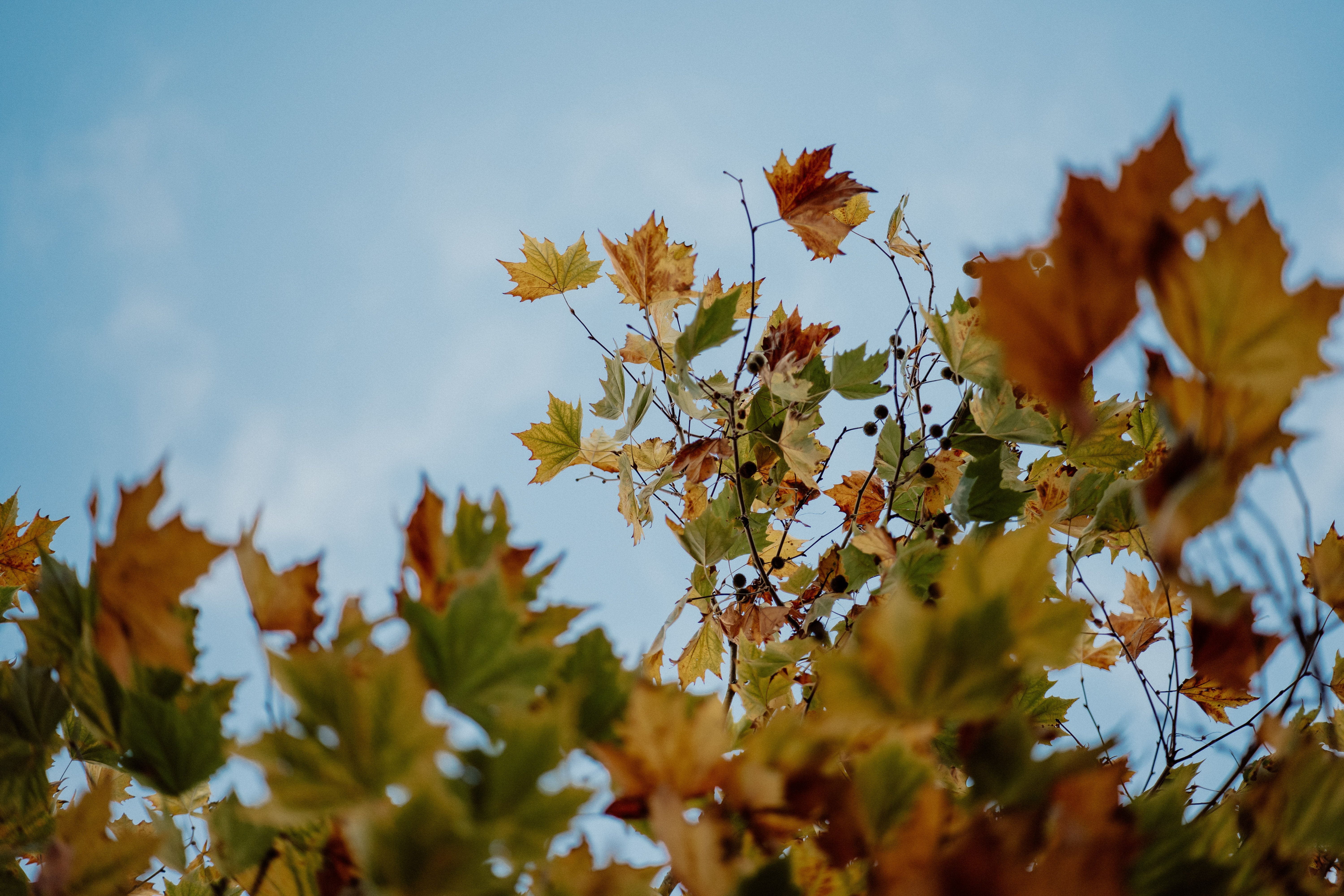 Autumn leaves in the sky · Free Stock Photo