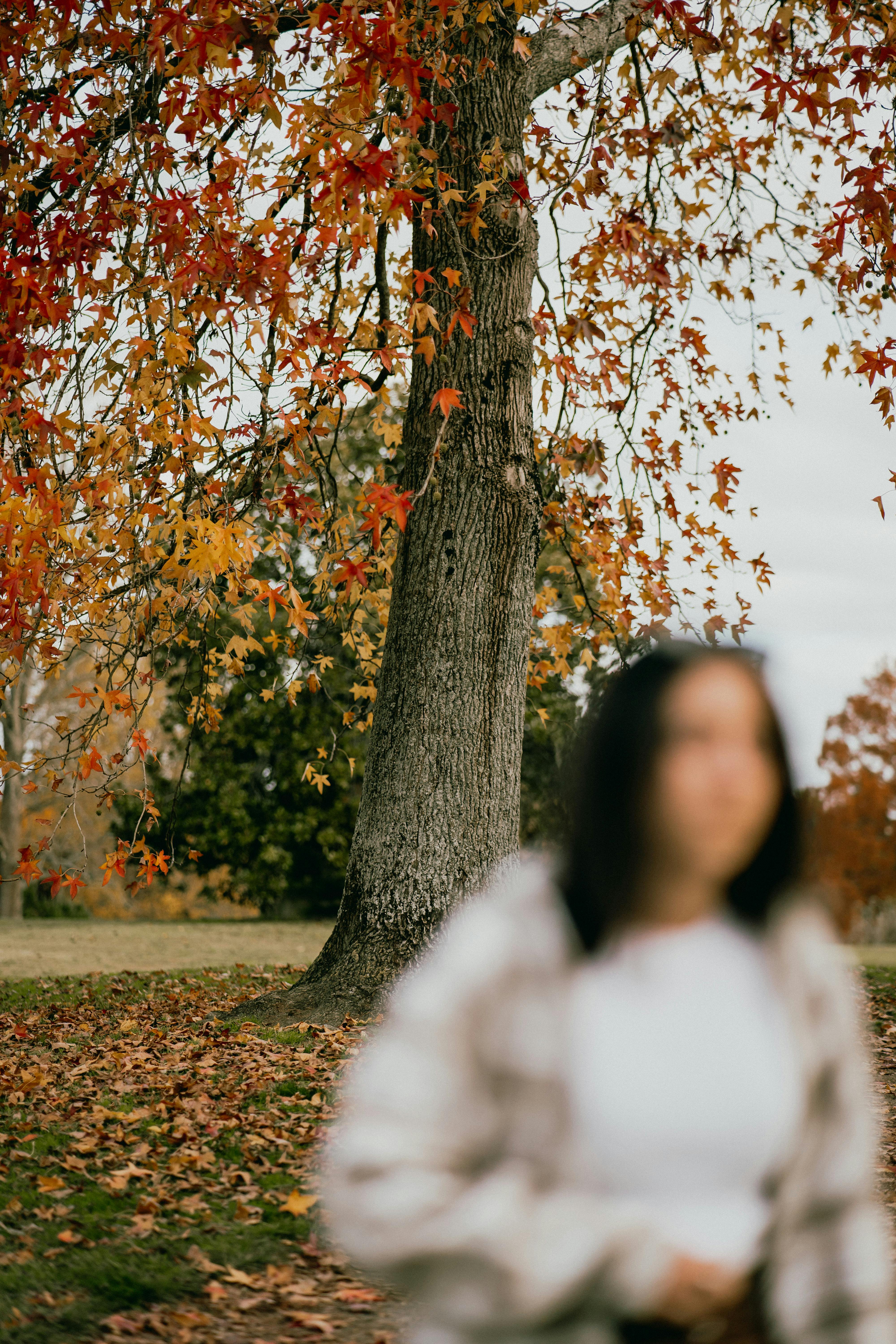 Foto de stock gratuita sobre adobe lightroom, al aire libre, árbol ...