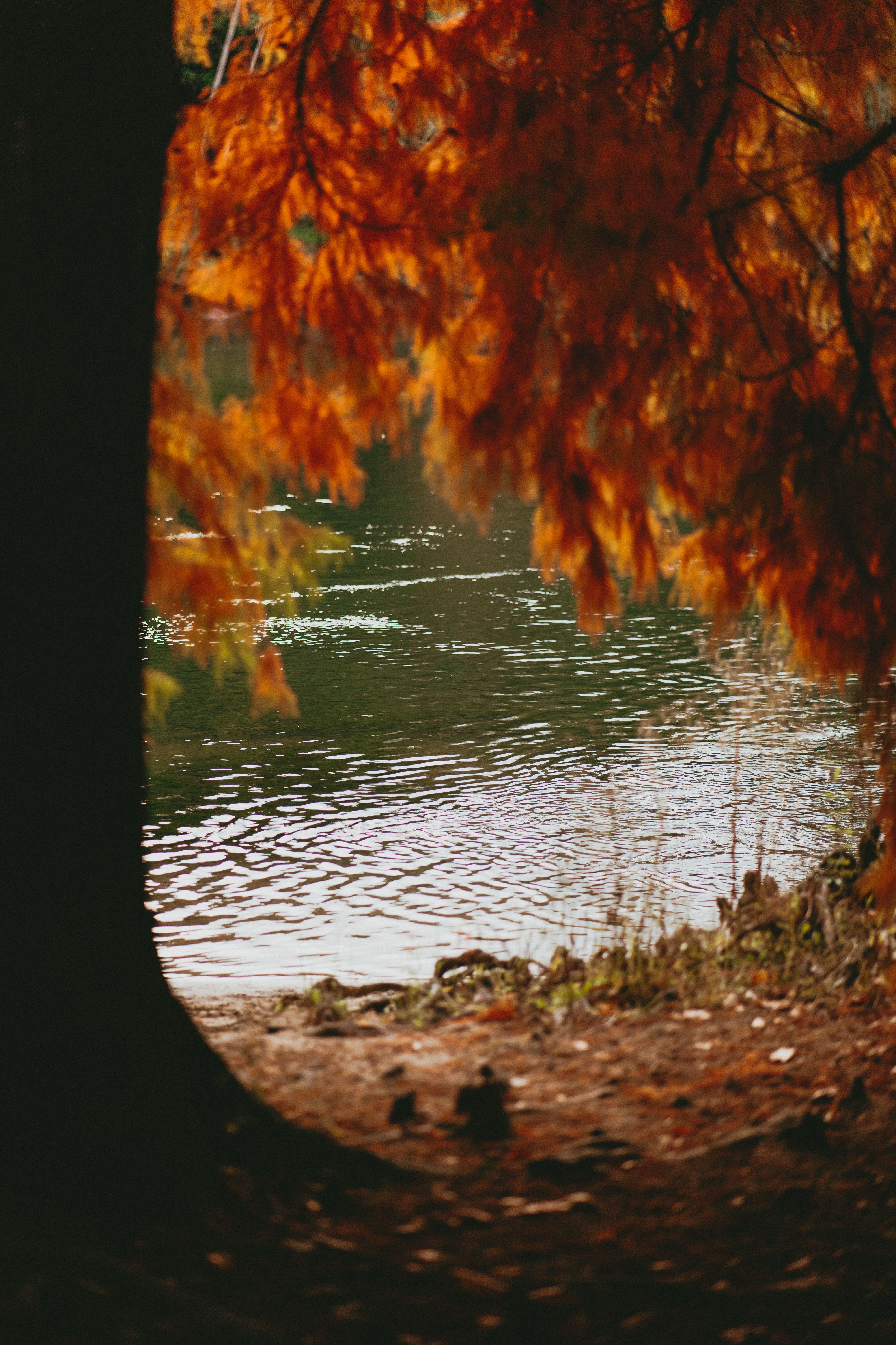 Rippling River Under the Branches of an Autumn Tree · Free Stock Photo
