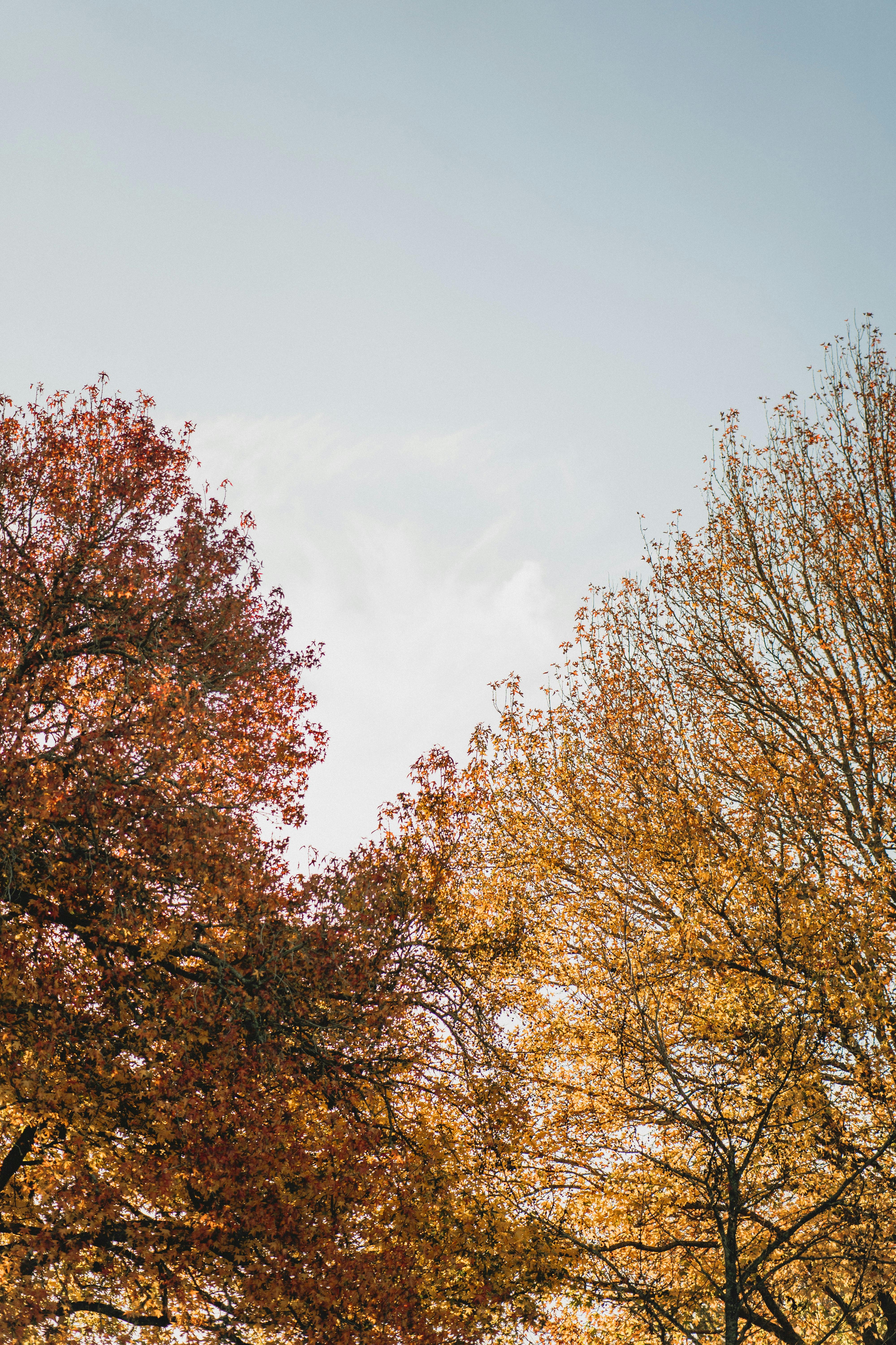 Treetops of Forest in Autumn · Free Stock Photo