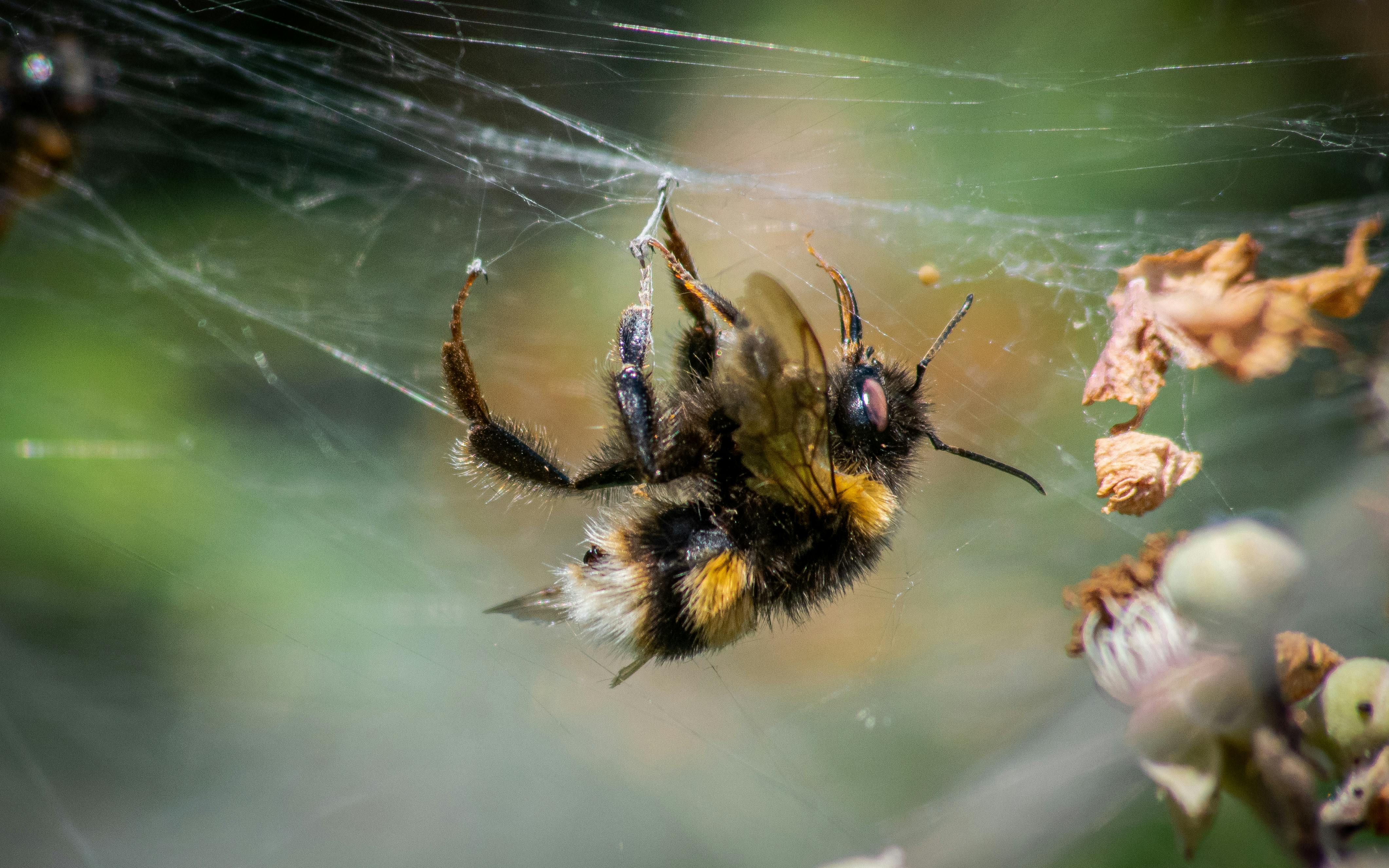 Bumblebee Caught in a Spider Web · Free Stock Photo