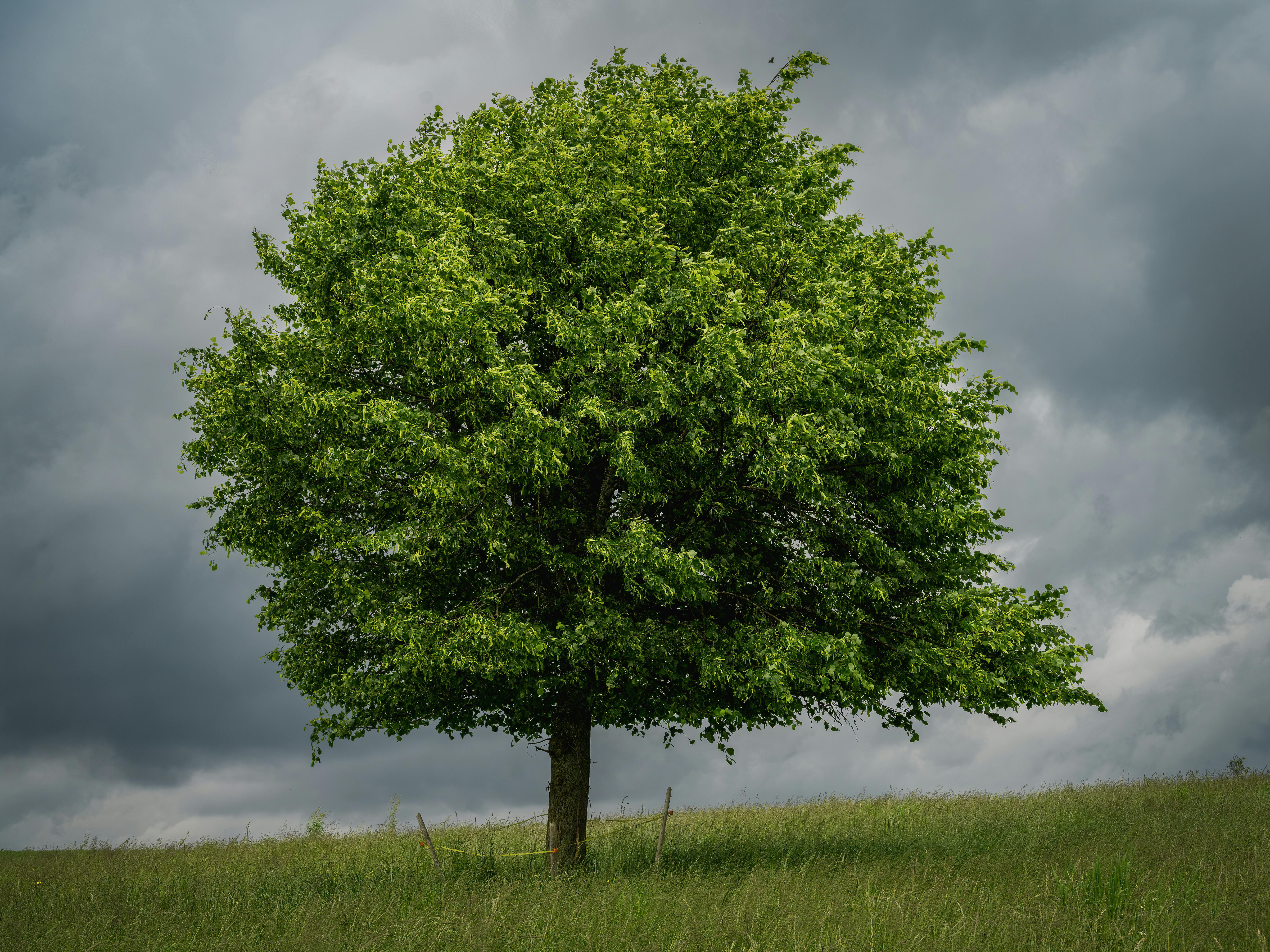 Fenced Tree in a Green Pasture · Free Stock Photo
