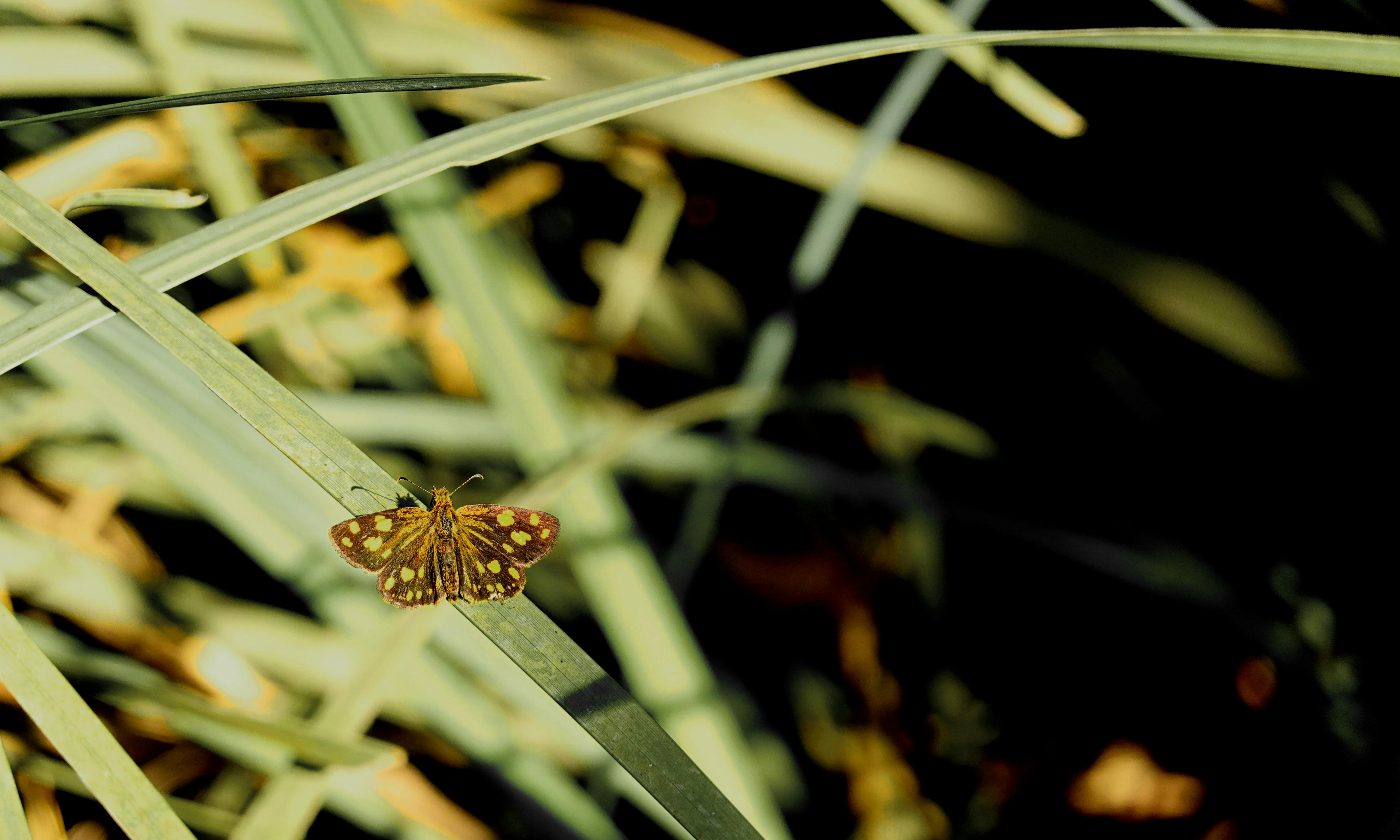 Butterfly Alive Photos, Download The BEST Free Butterfly Alive Stock ...