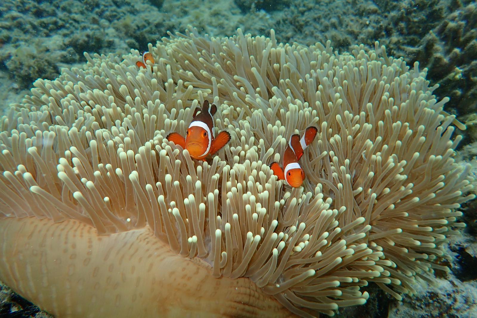 Nemo Photos, Download The BEST Free Nemo Stock Photos & HD Images