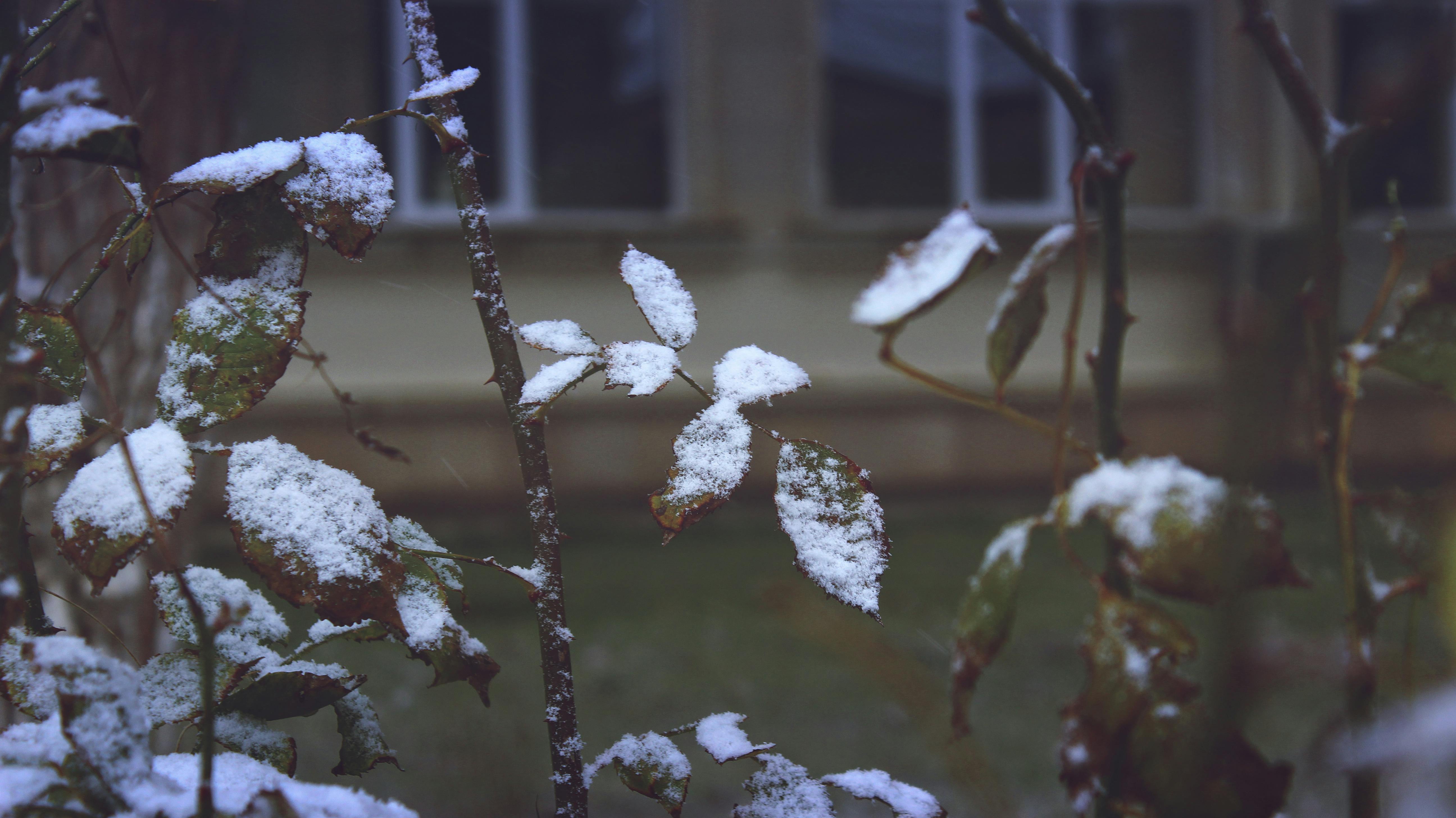 Close-up of Snow on Plants during Winter · Free Stock Photo