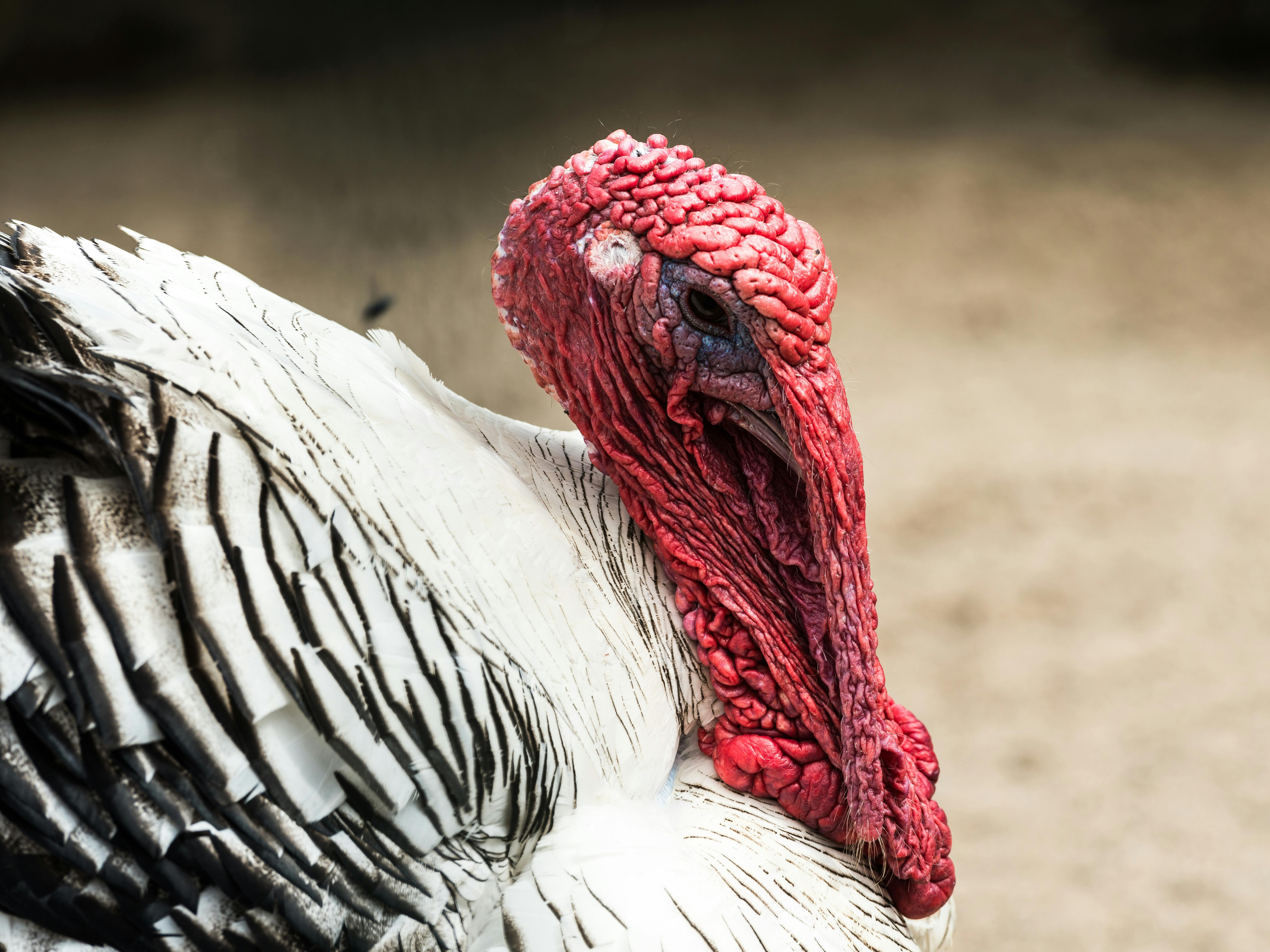 Selective Focus Photo of Red Turkey Head · Free Stock Photo
