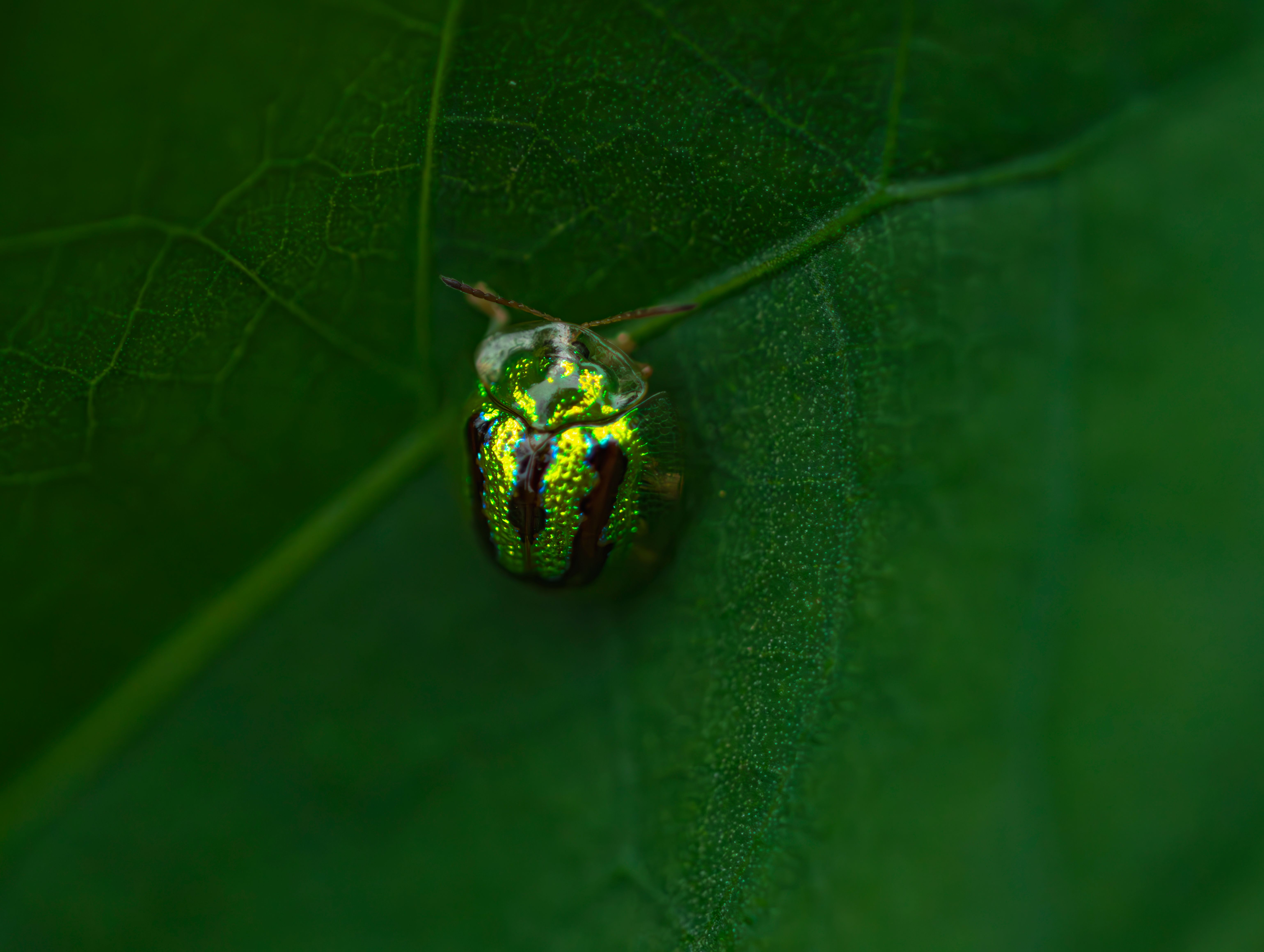 A green and yellow bug on a leaf · Free Stock Photo