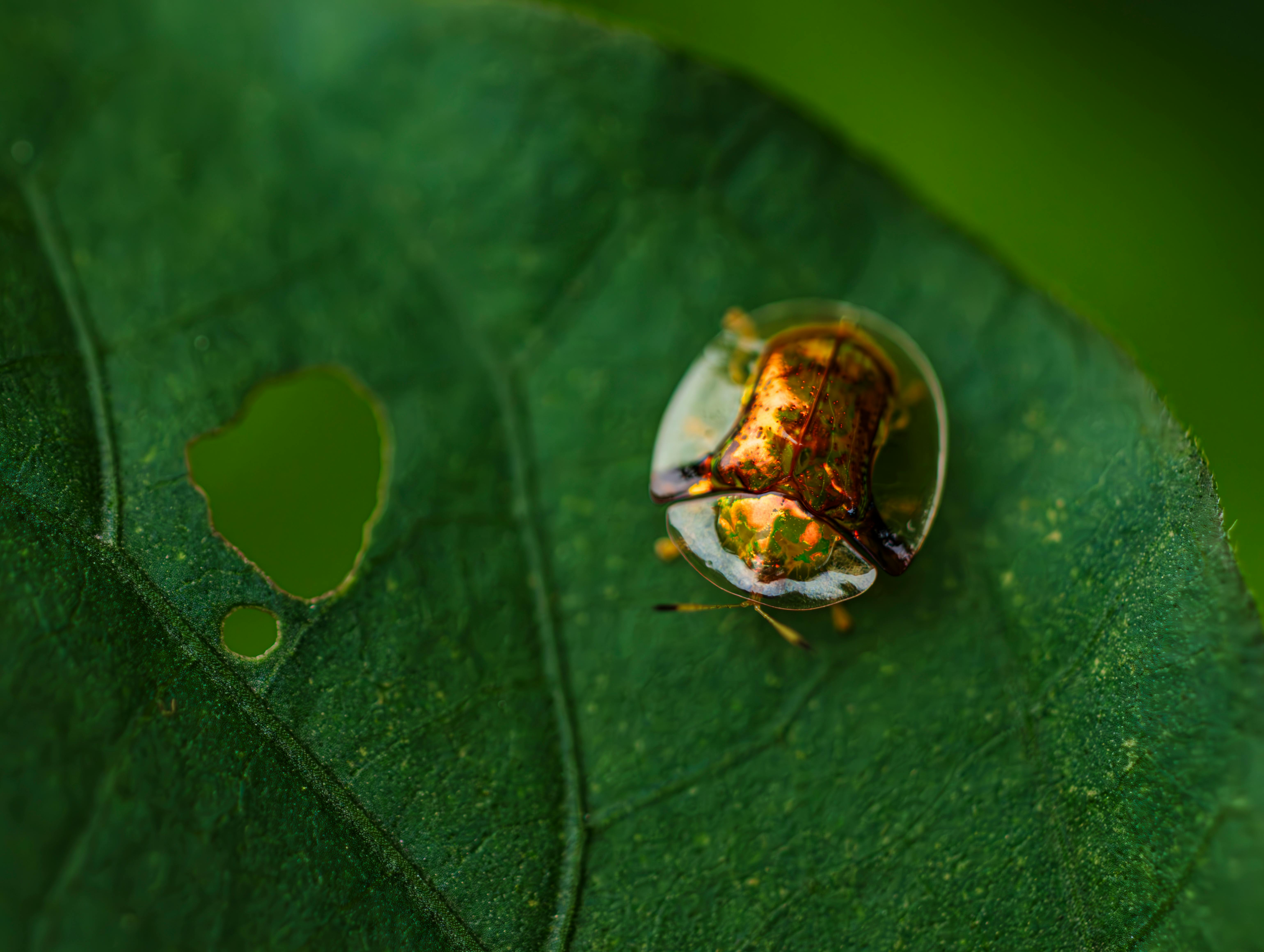 Close-up of a Golden Tortoise Beetle on a Leaf · Free Stock Photo