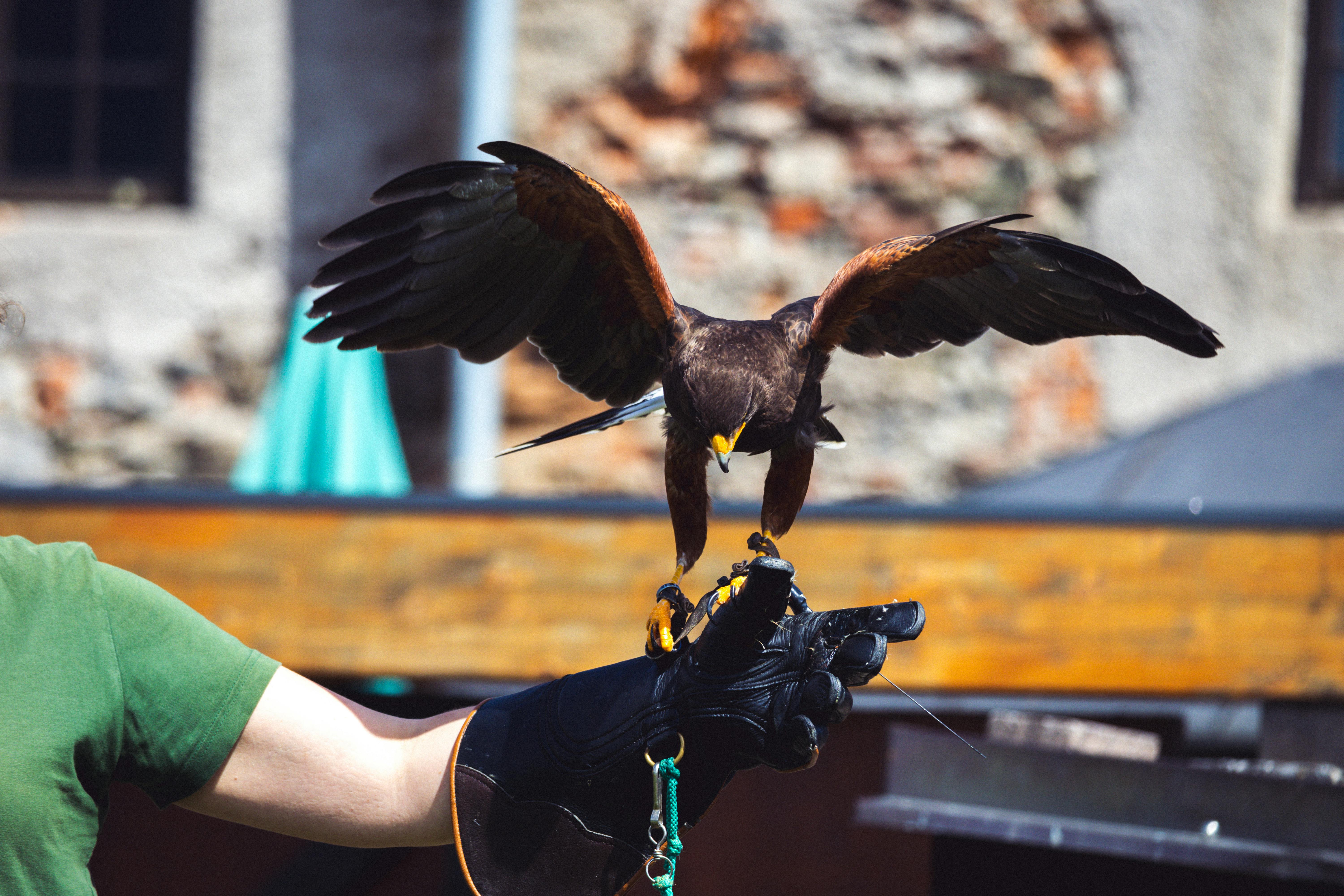 Selective Focus of Hawk on Person Hand · Free Stock Photo