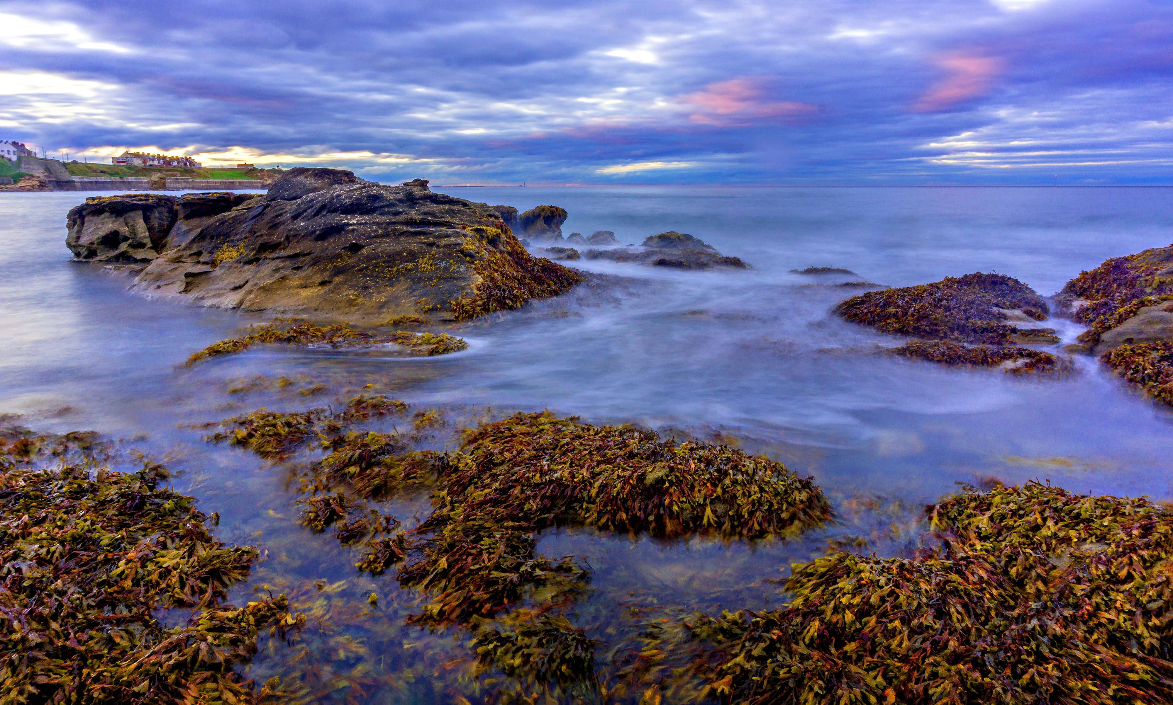A rocky shoreline with seaweed and rocks · Free Stock Photo