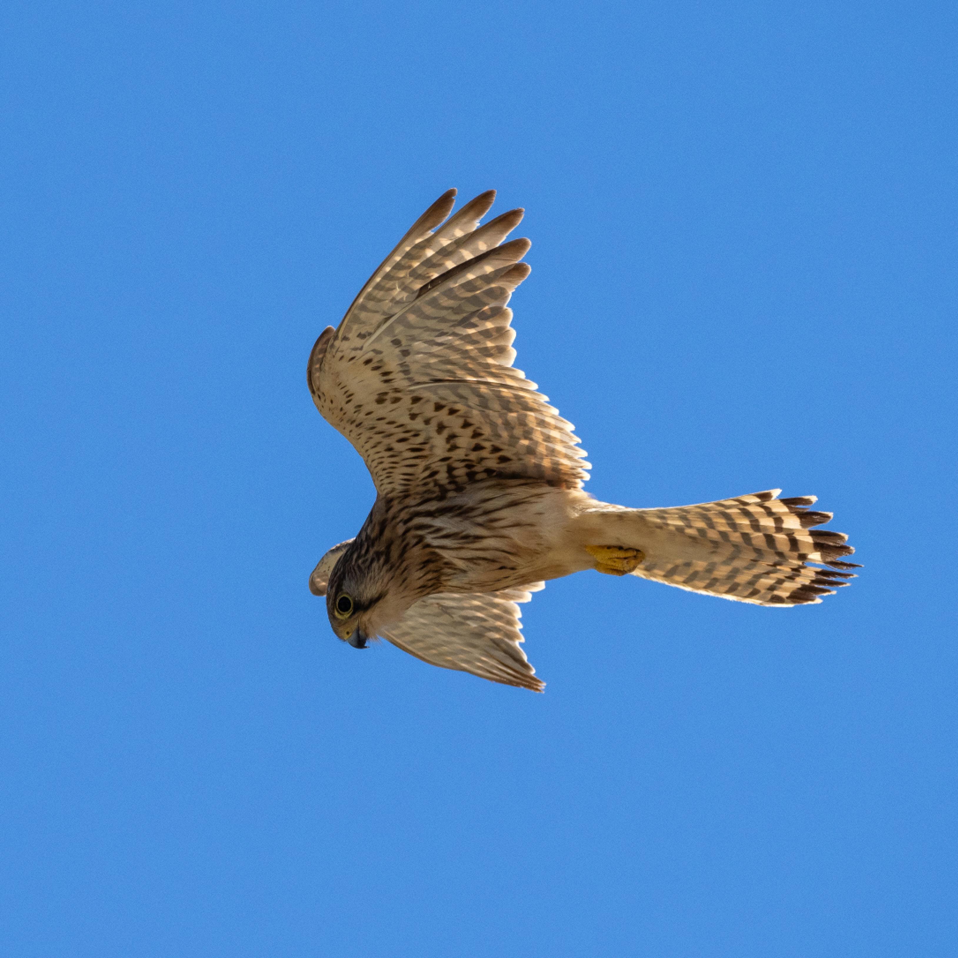 Commons Photos, Download The BEST Free Commons Stock Photos & HD Images