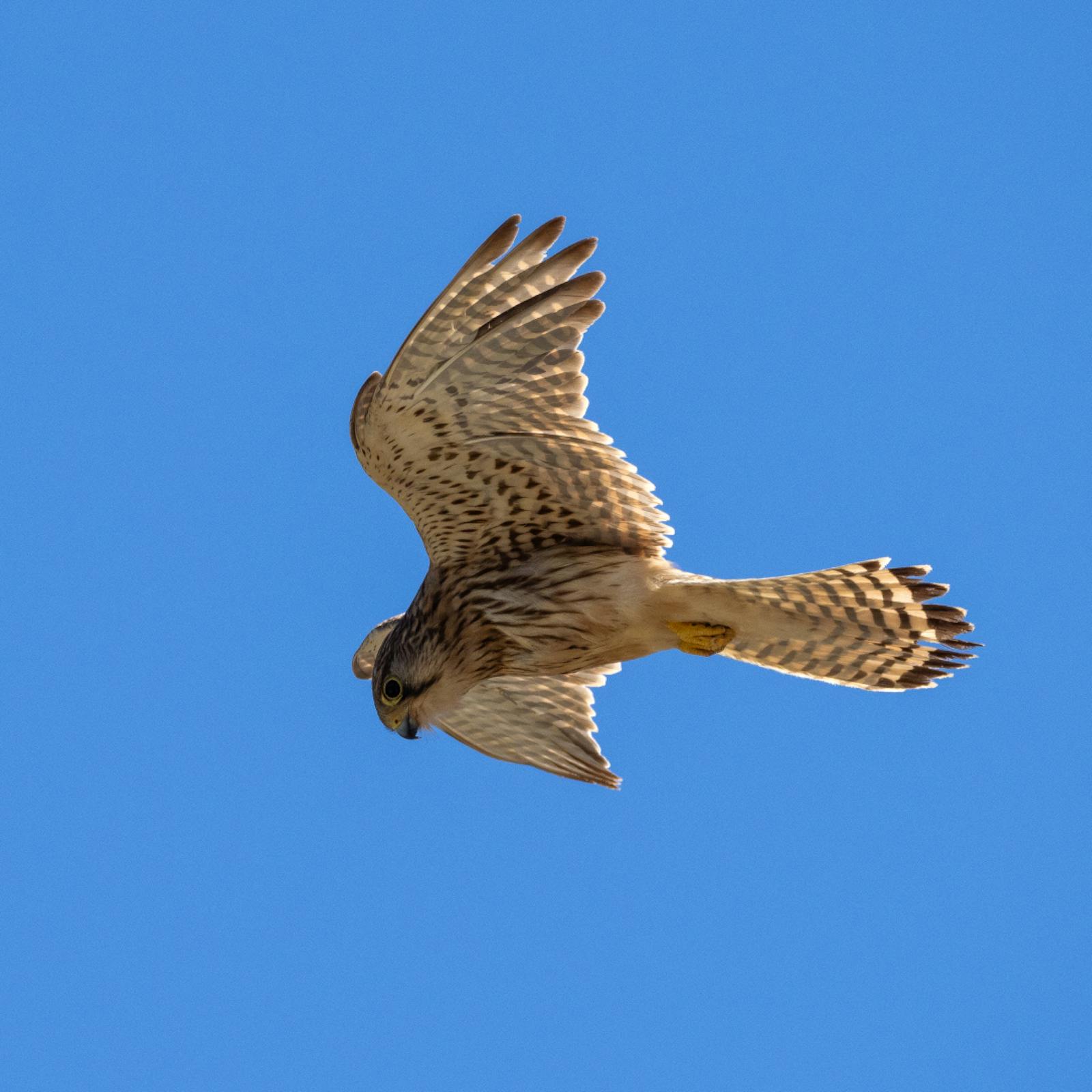 Falcon Flying Photos, Download The BEST Free Falcon Flying Stock Photos ...