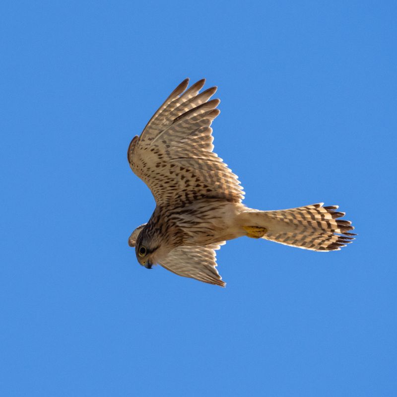 Falcon Flying Photos, Download The BEST Free Falcon Flying Stock Photos ...