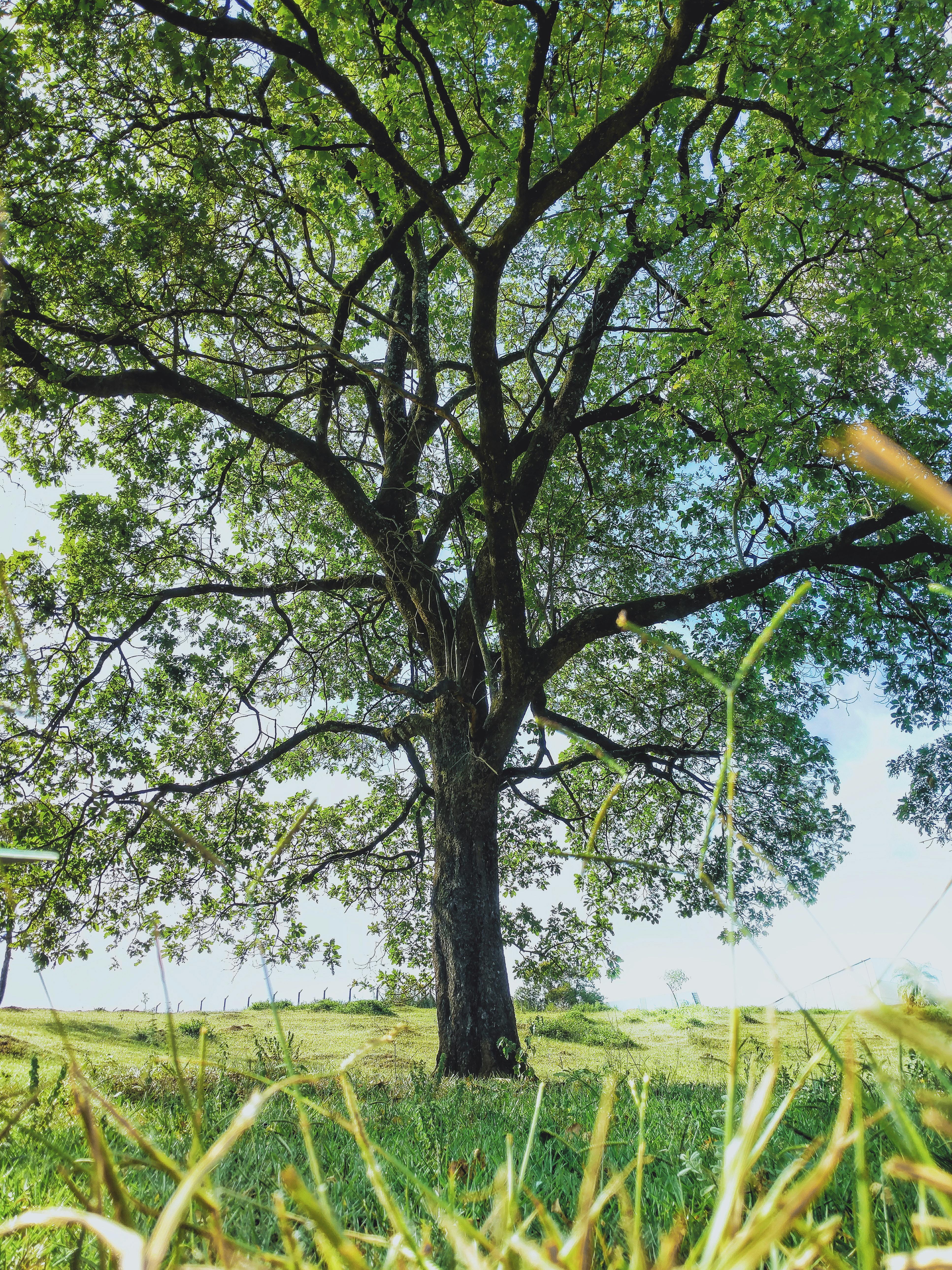 1000+ Fotos de Ramas De árbol · Pexels · Fotos de stock gratis