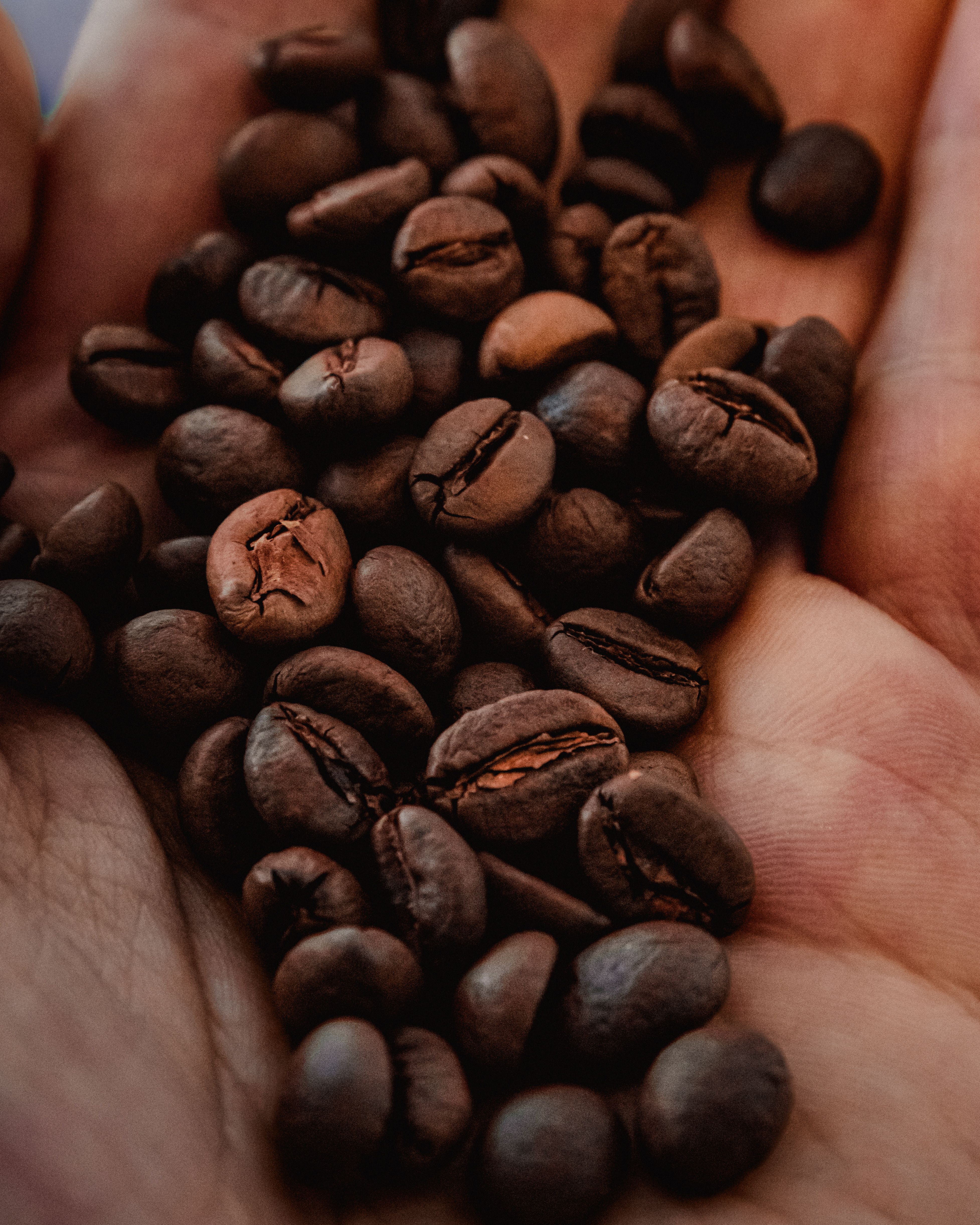 Coffee Bean Close Up Photos, Download The BEST Free Coffee Bean Close ...