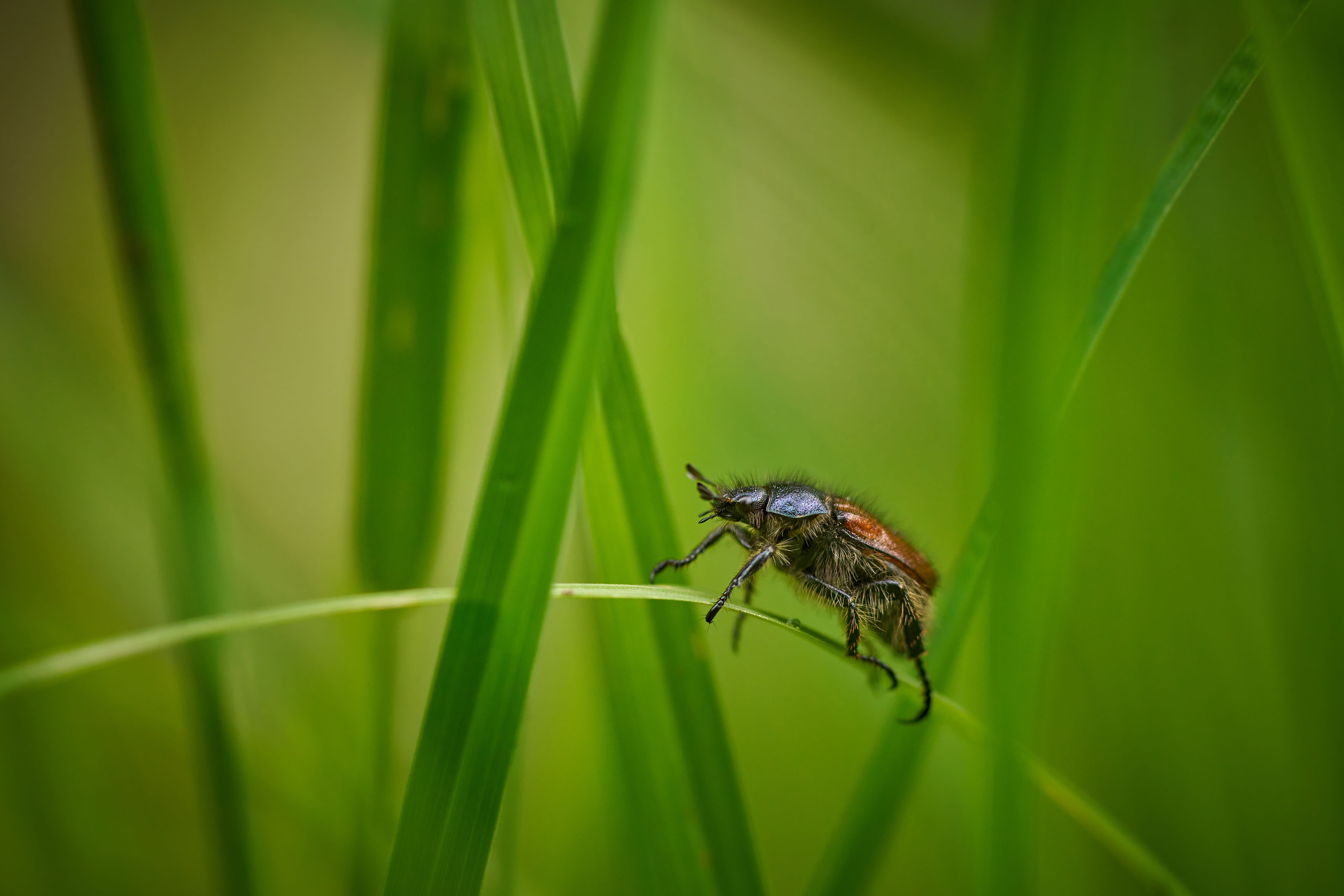 Close-up of a Beetle Sitting on a Blade of Grass · Free Stock Photo