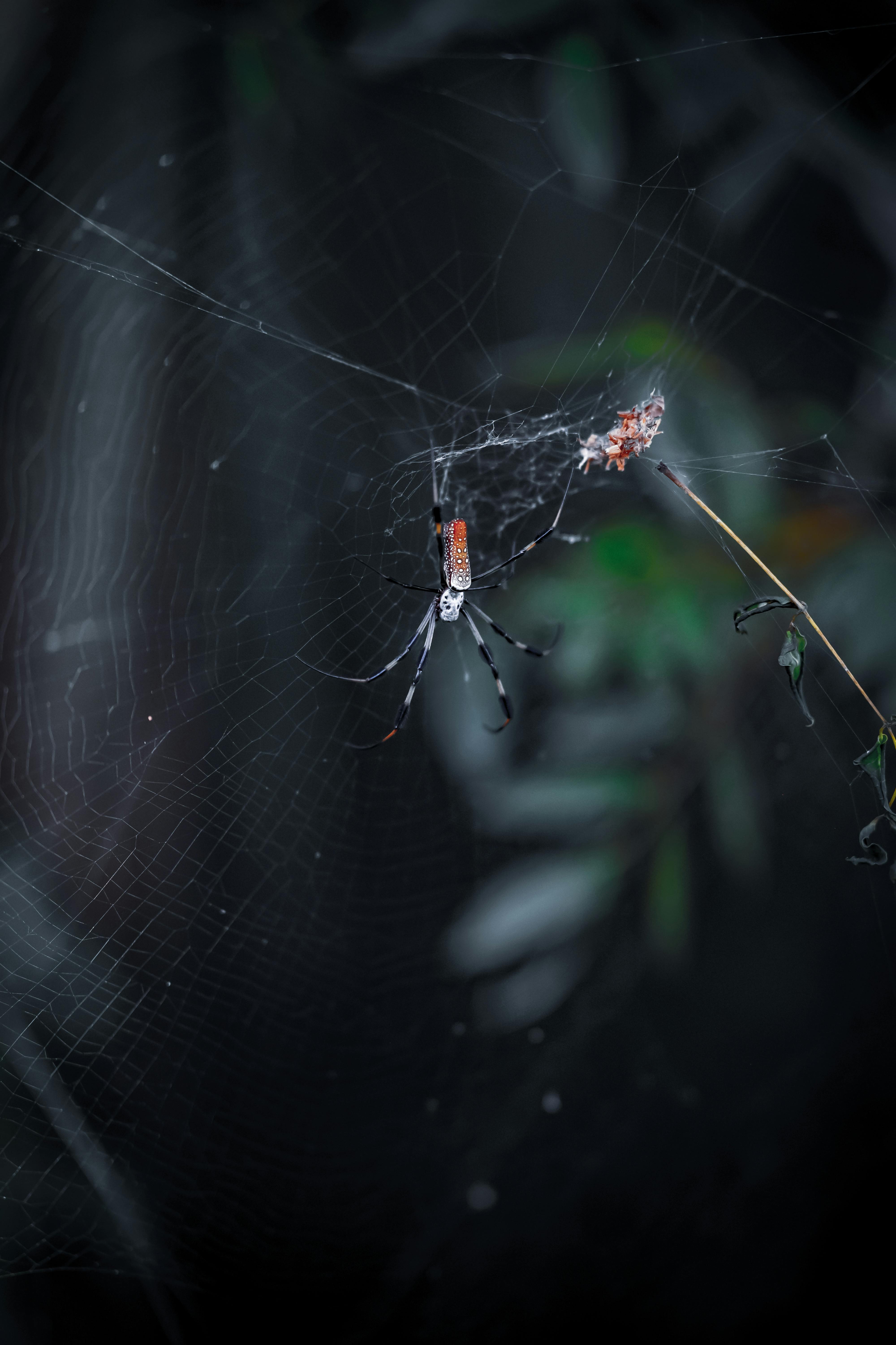 Spider Hanging On Spider Web · Free Stock Photo