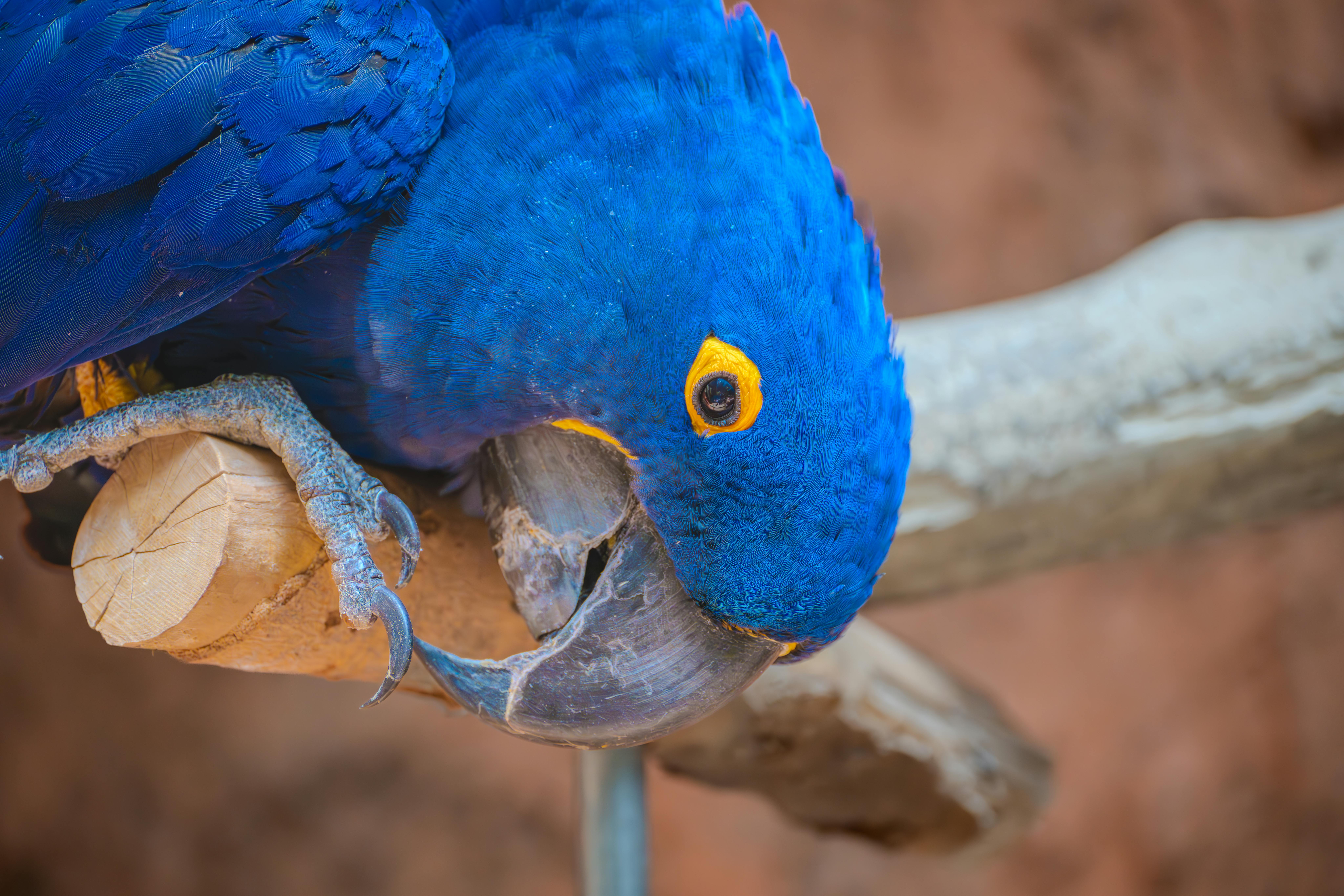 Portrait of Blue Parrot · Free Stock Photo