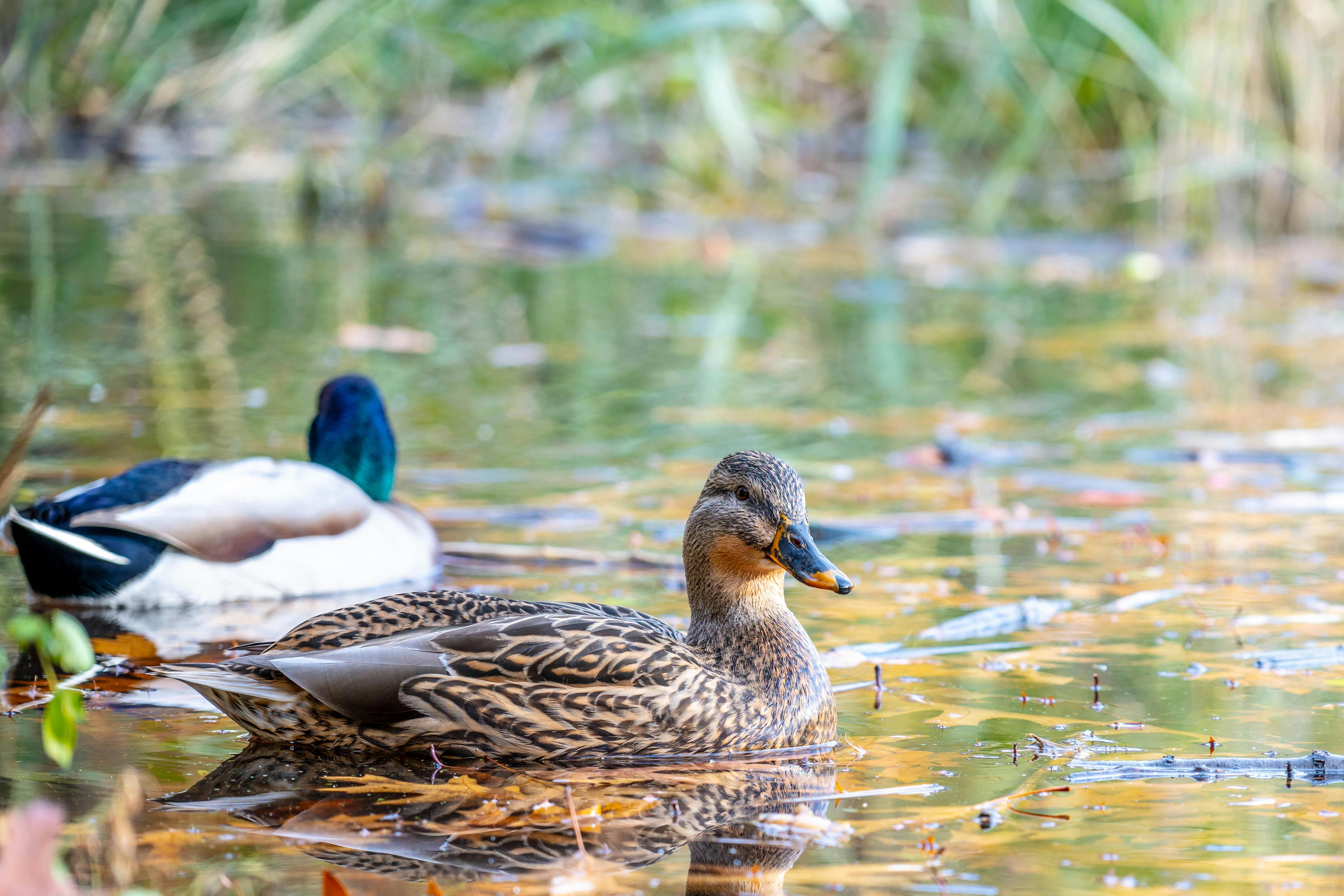 Ducks in a Stream · Free Stock Photo