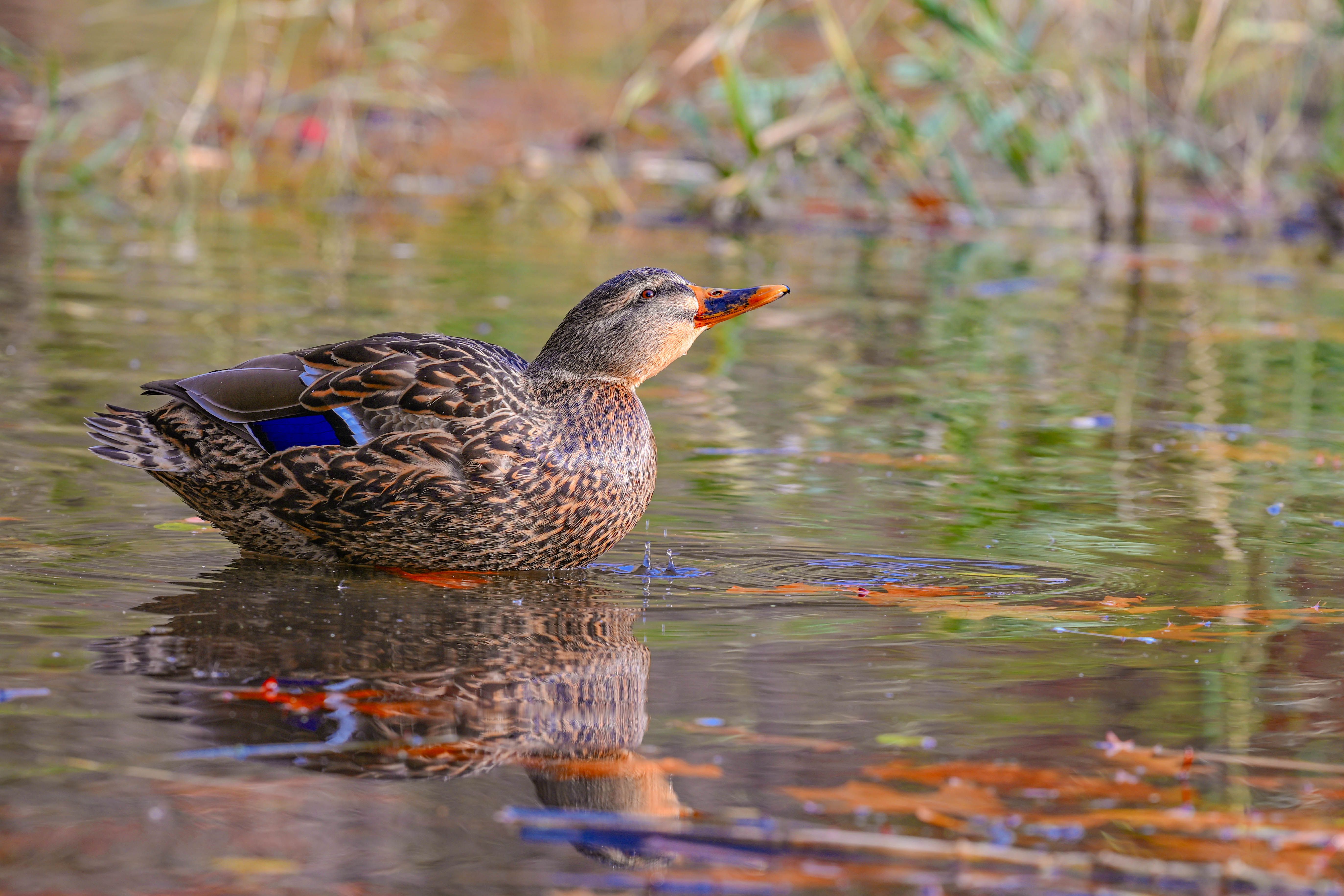 Mallard Photos, Download The BEST Free Mallard Stock Photos & HD Images