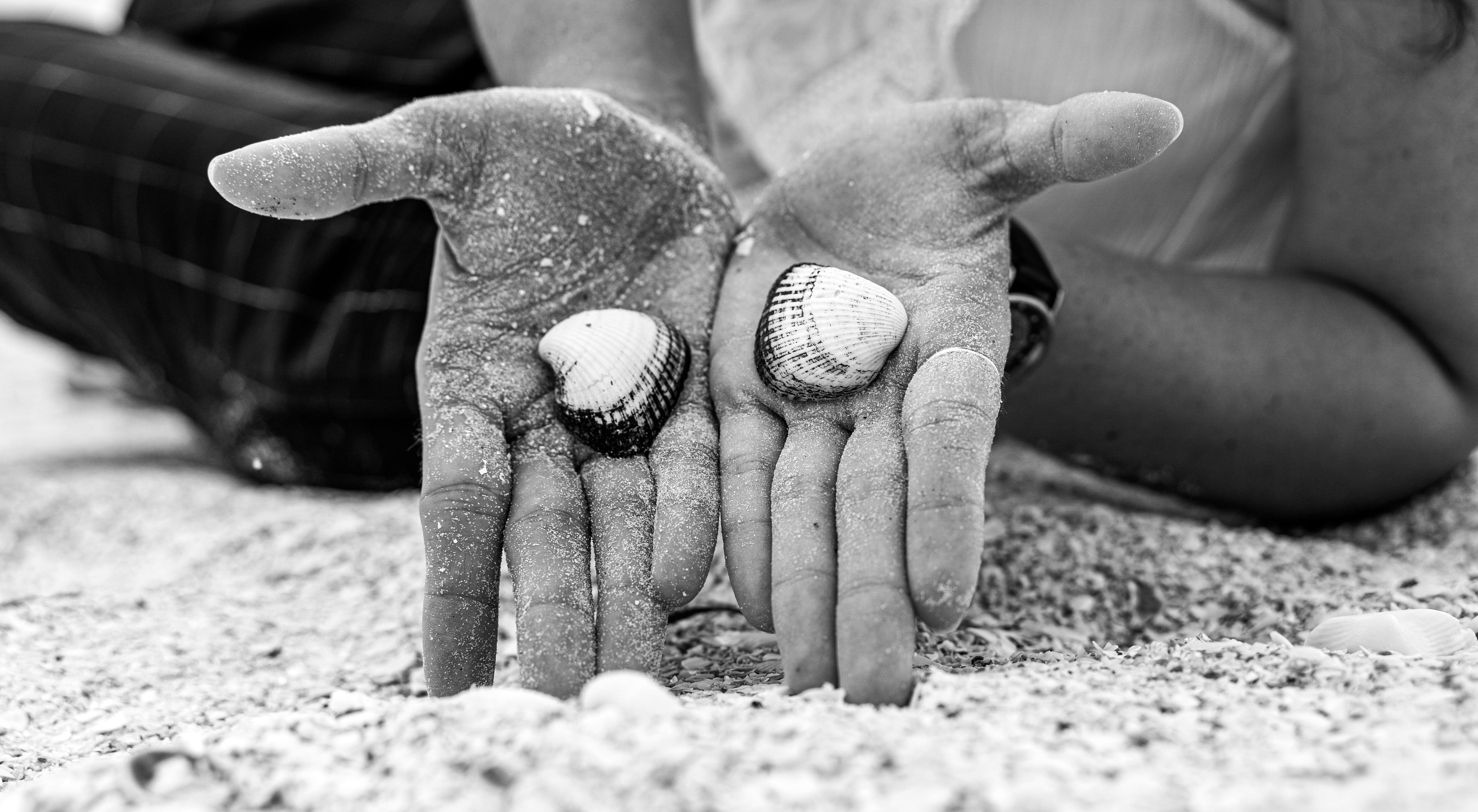 Person Holding Shells · Free Stock Photo