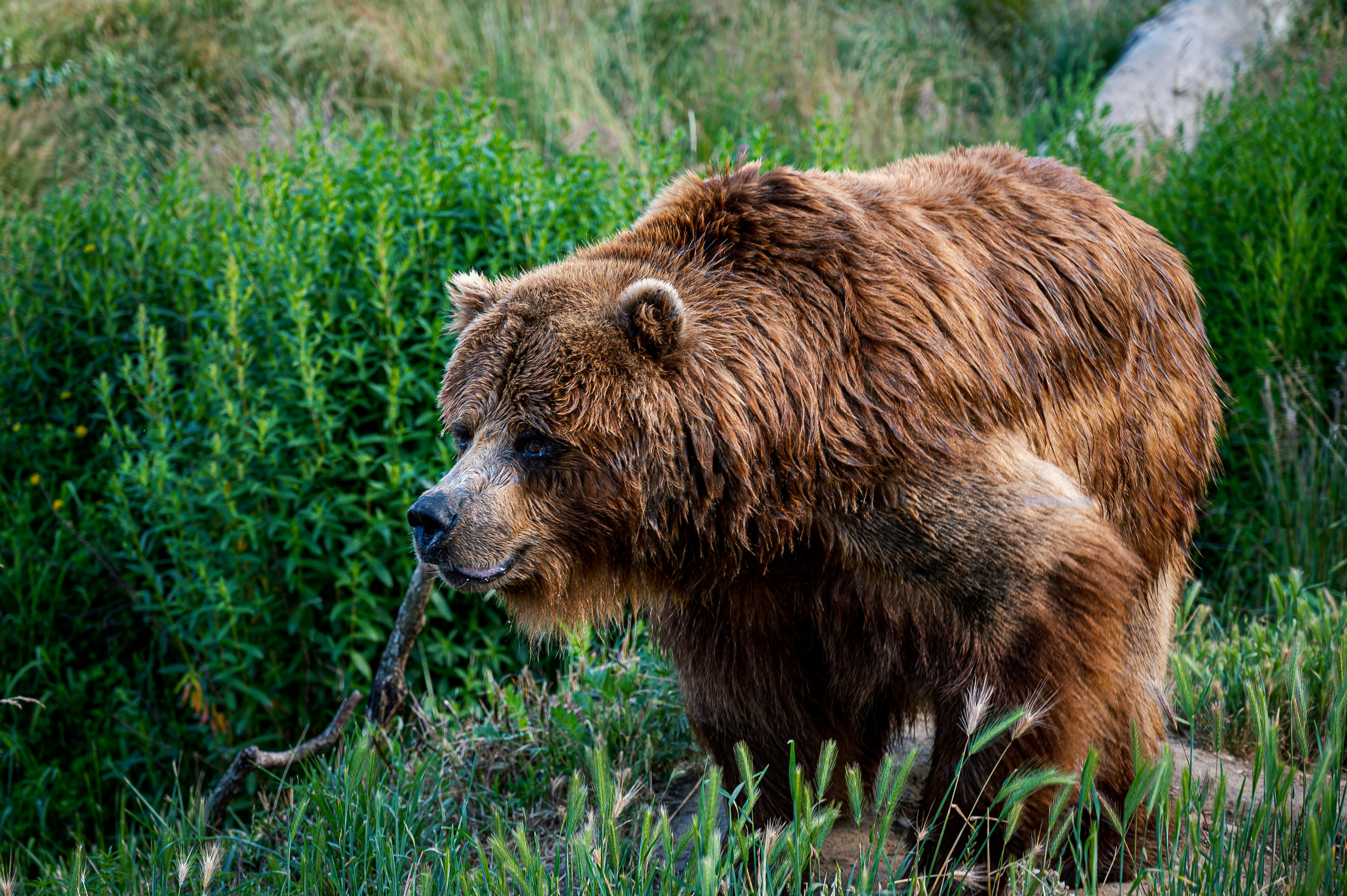 Big Brown Bear · Free Stock Photo