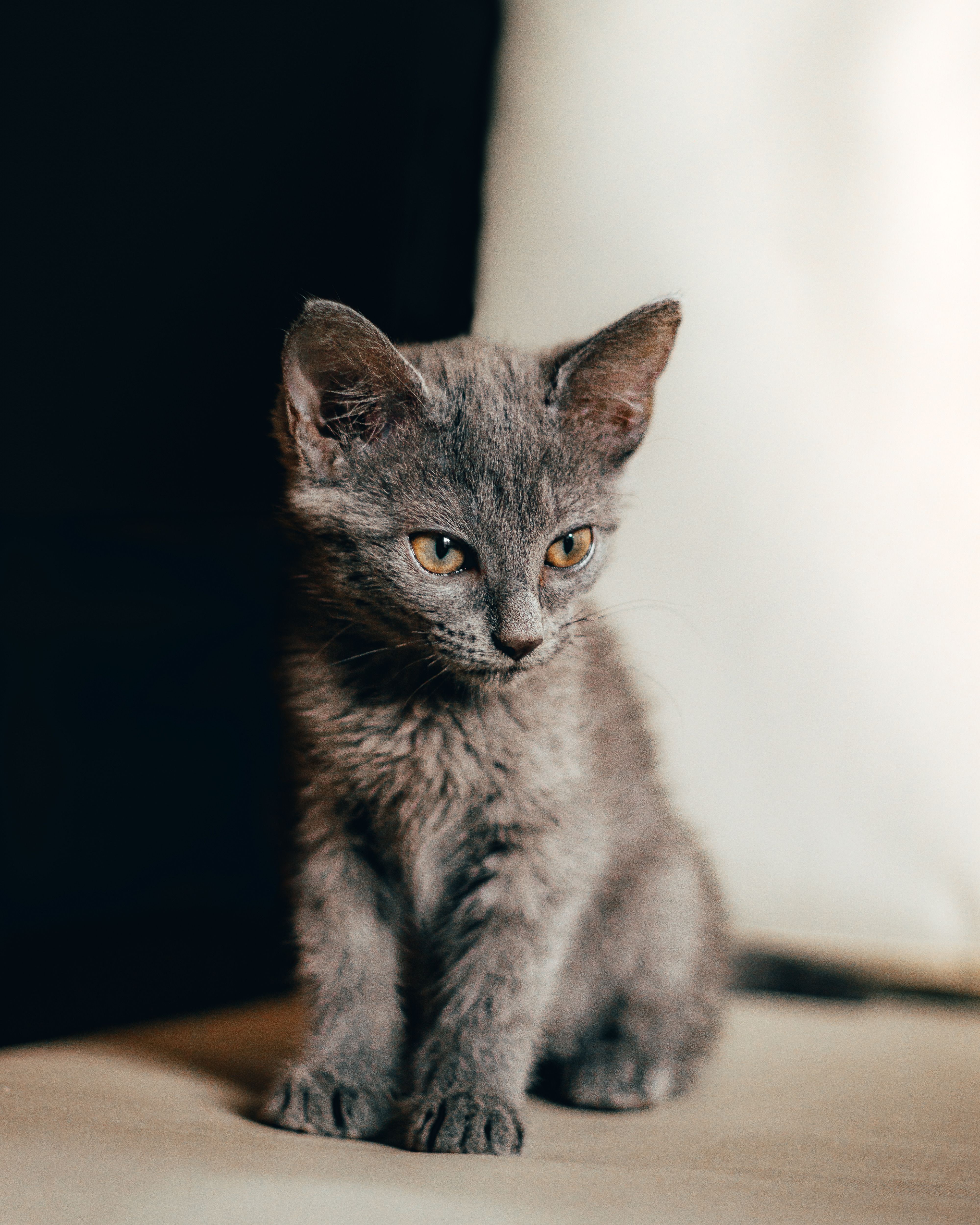 Kitten Shot Photos, Download The BEST Free Kitten Shot Stock Photos ...