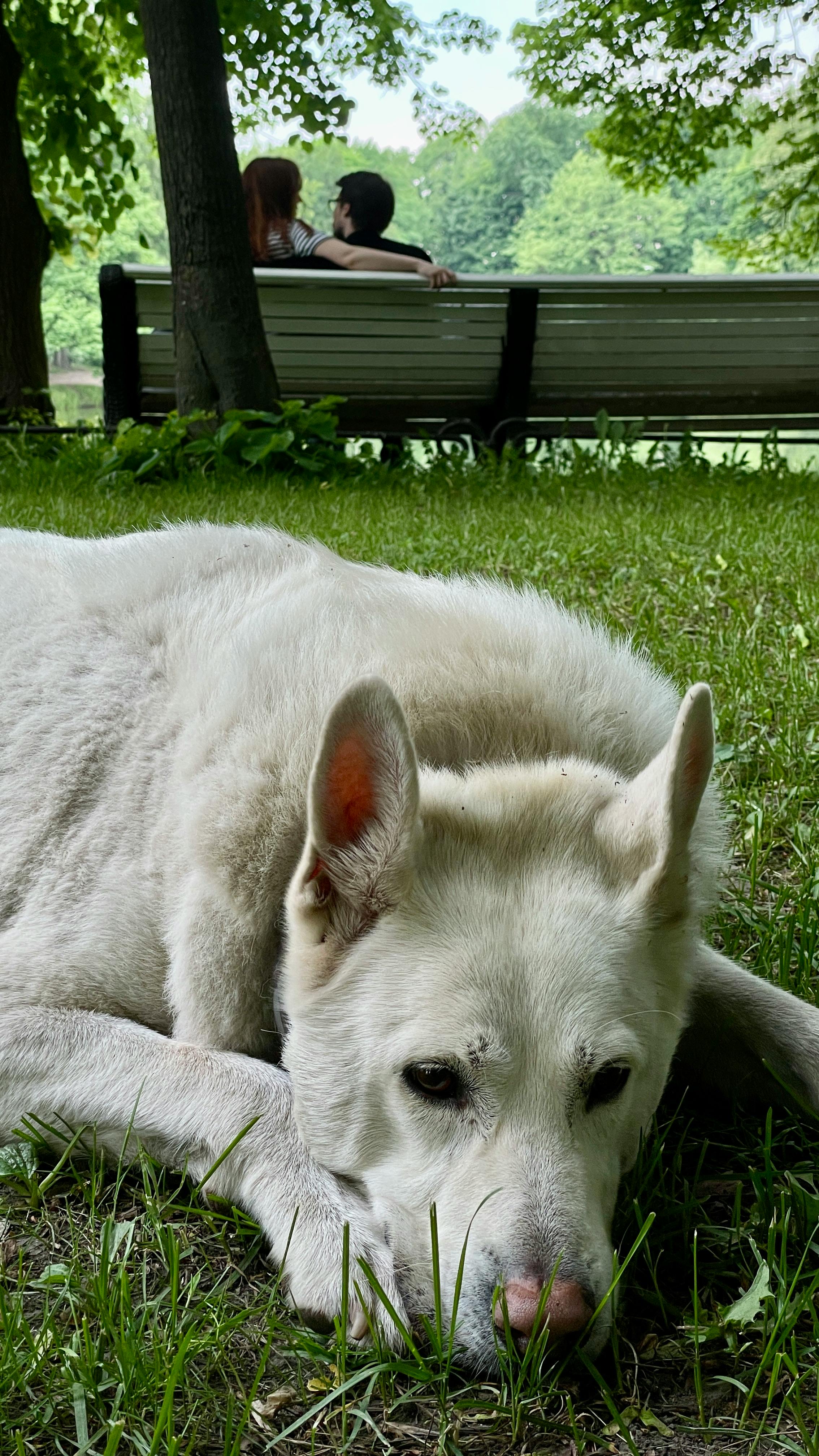 Alan Albegov - 摄影