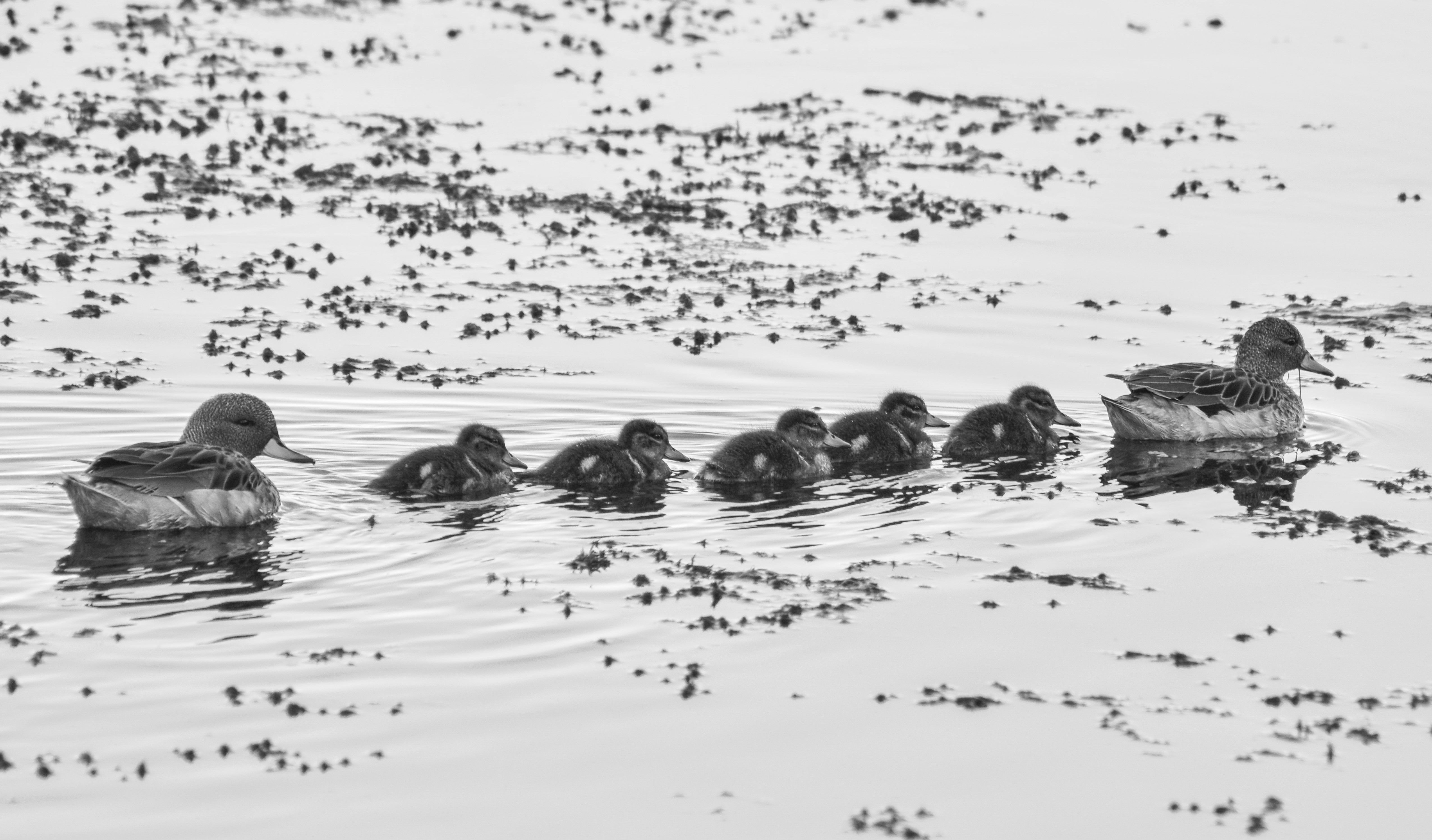 655+ Fotos y Imágenes de Seis patitos Gratis · Banco de Fotos Gratis