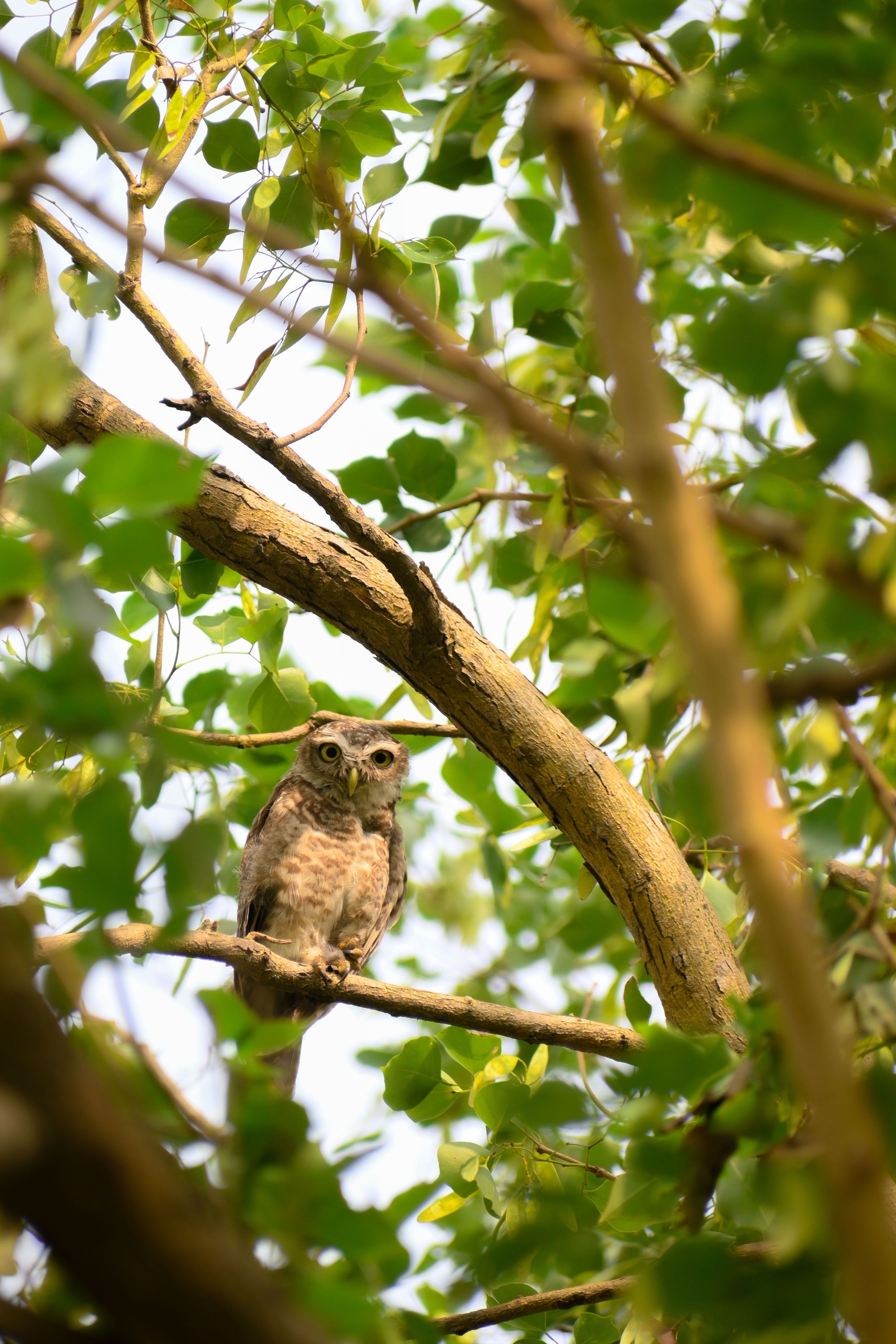 5 Branches Tree Photos, Download The BEST Free 5 Branches Tree Stock ...