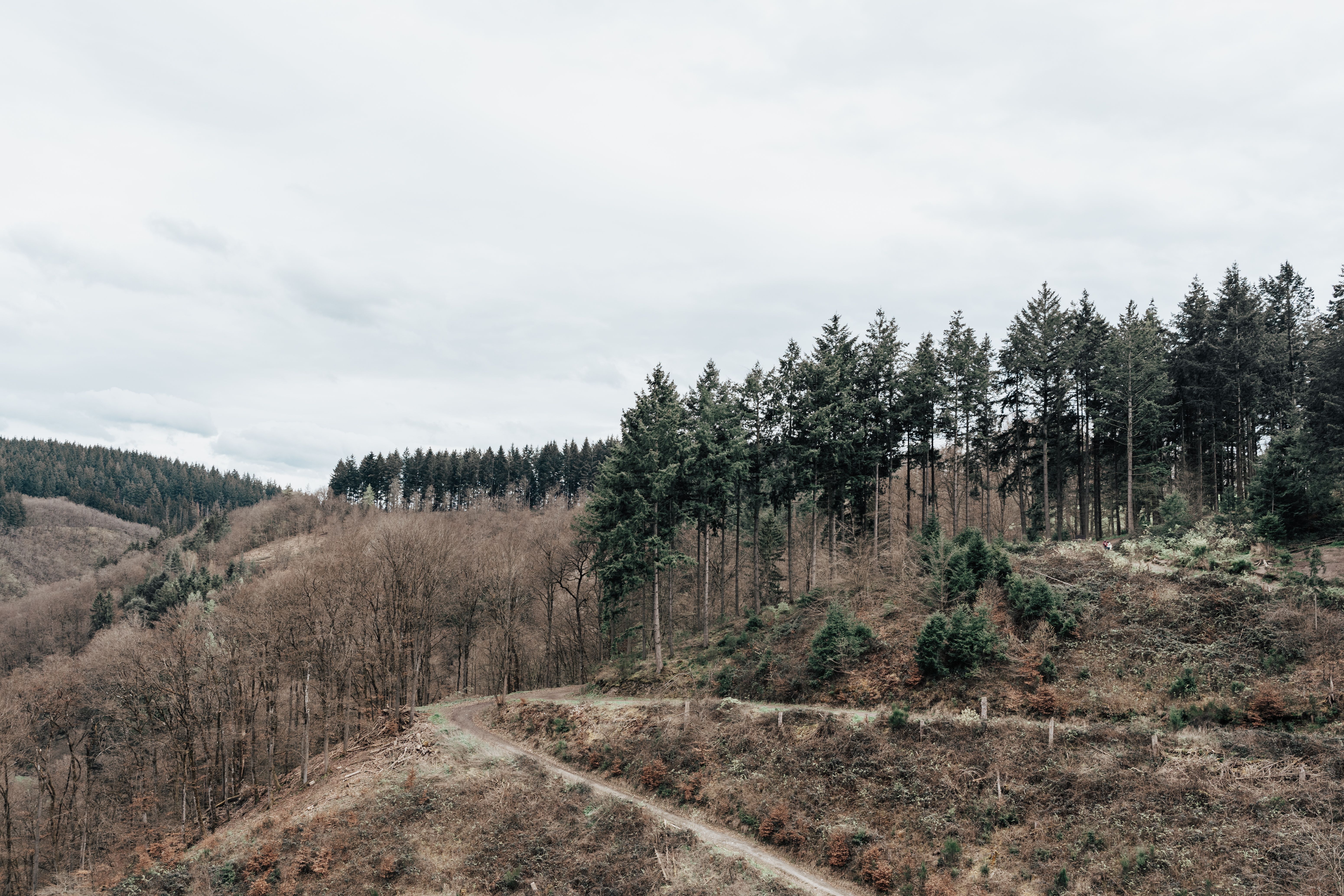 Evergreen Forest on Hill in Countryside · Free Stock Photo