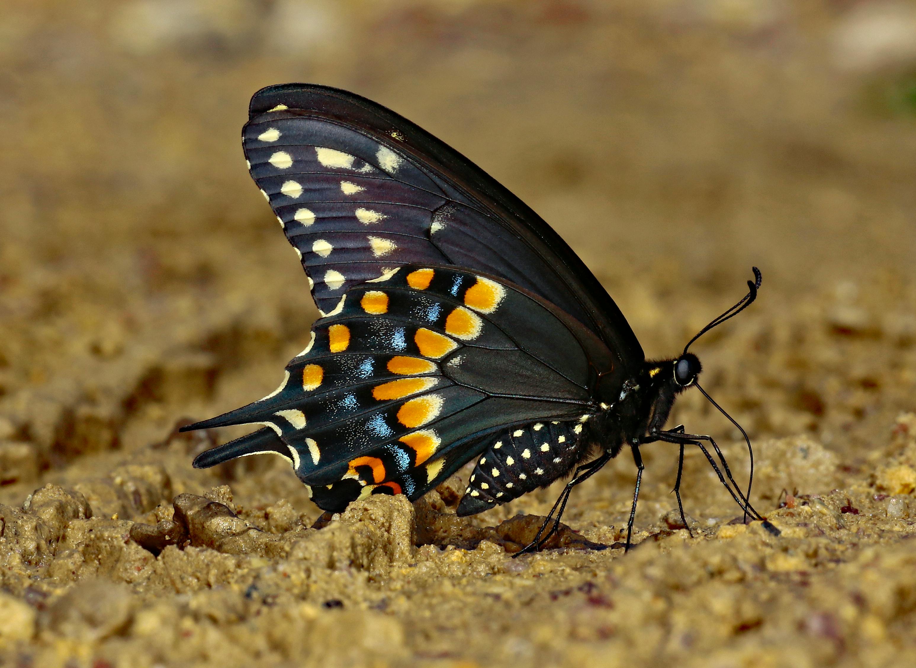 Closeup of Butterfly · Free Stock Photo