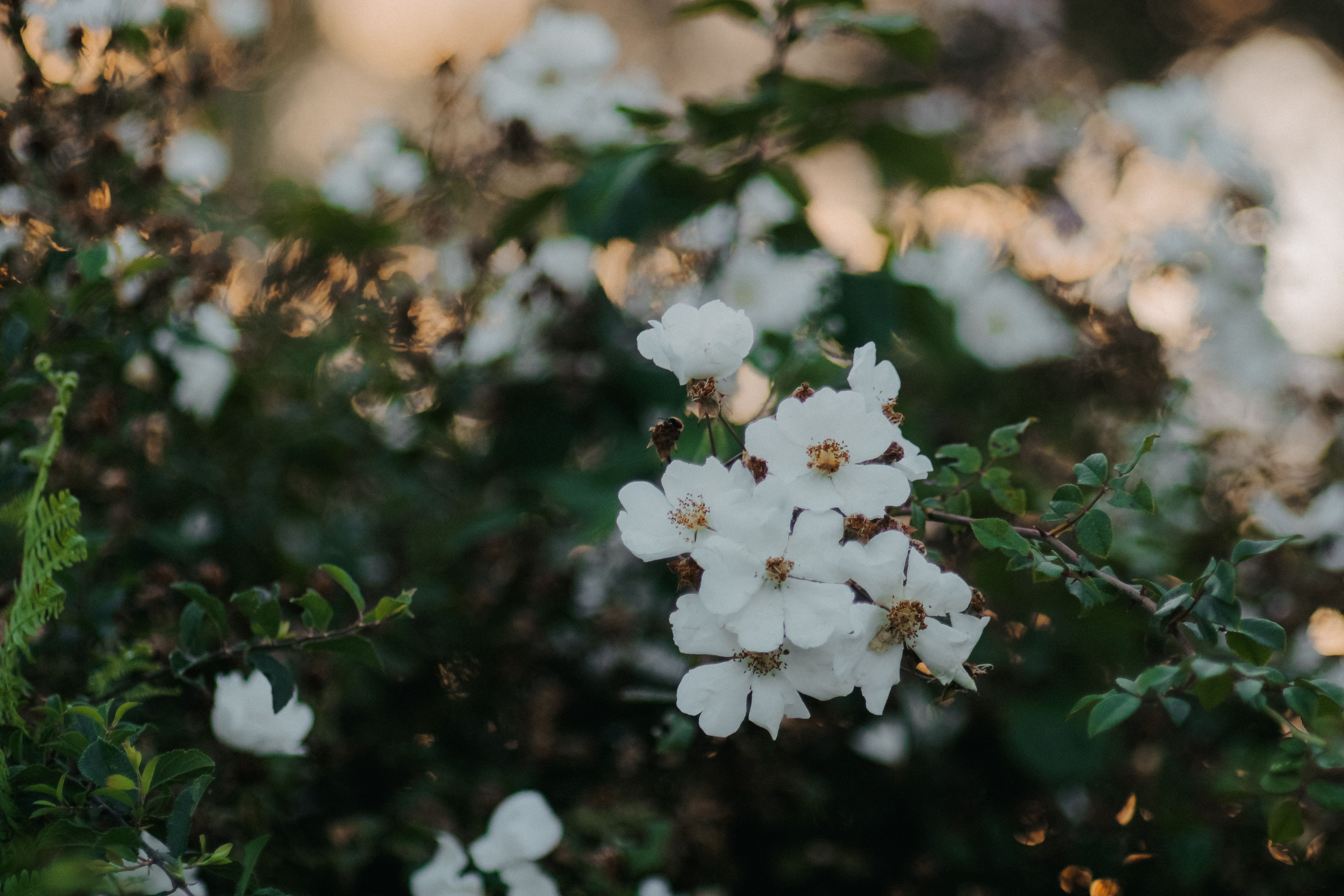 Close-up of Delicate, White Flowers · Free Stock Photo