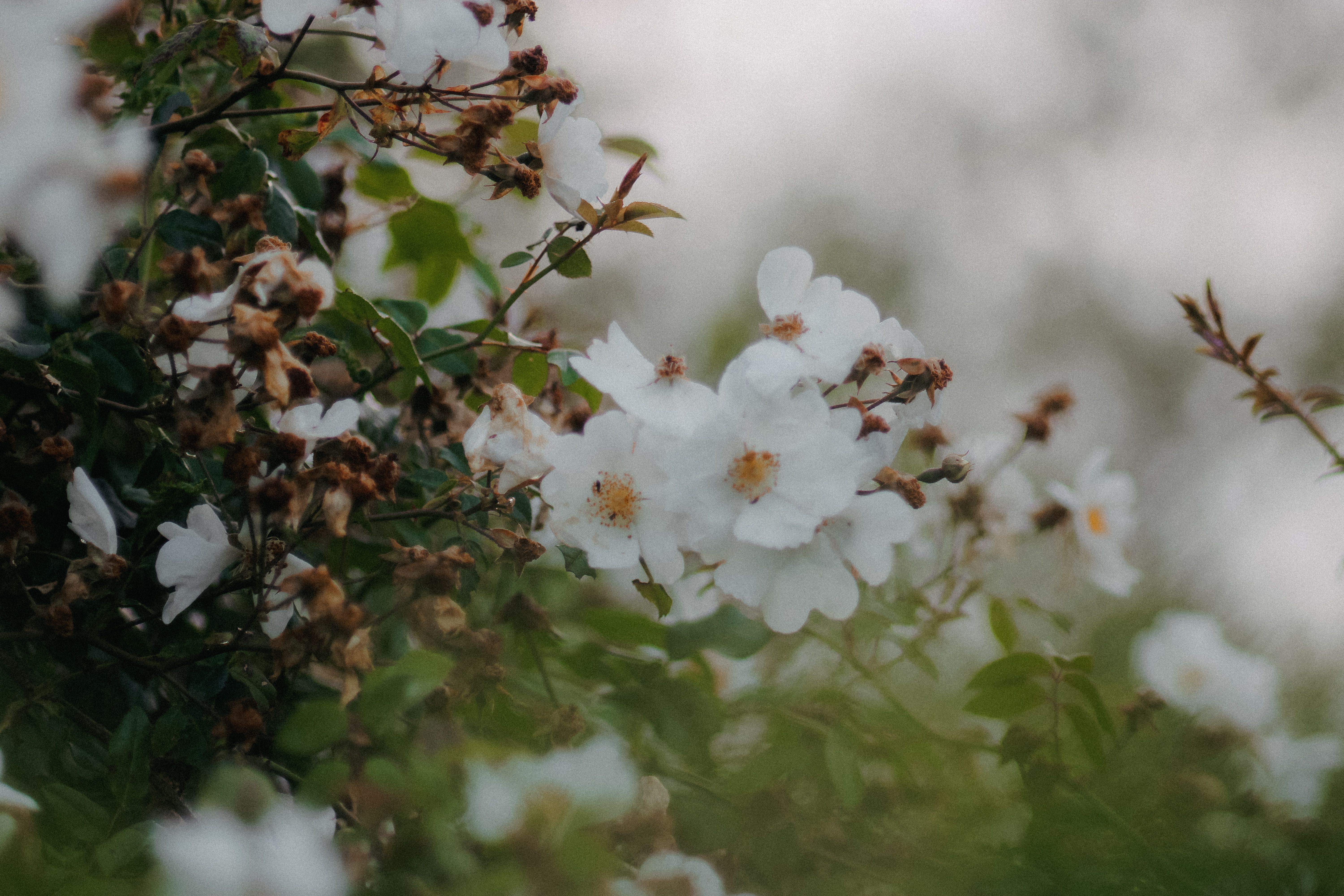 Close-up of Delicate, White Flowers · Free Stock Photo