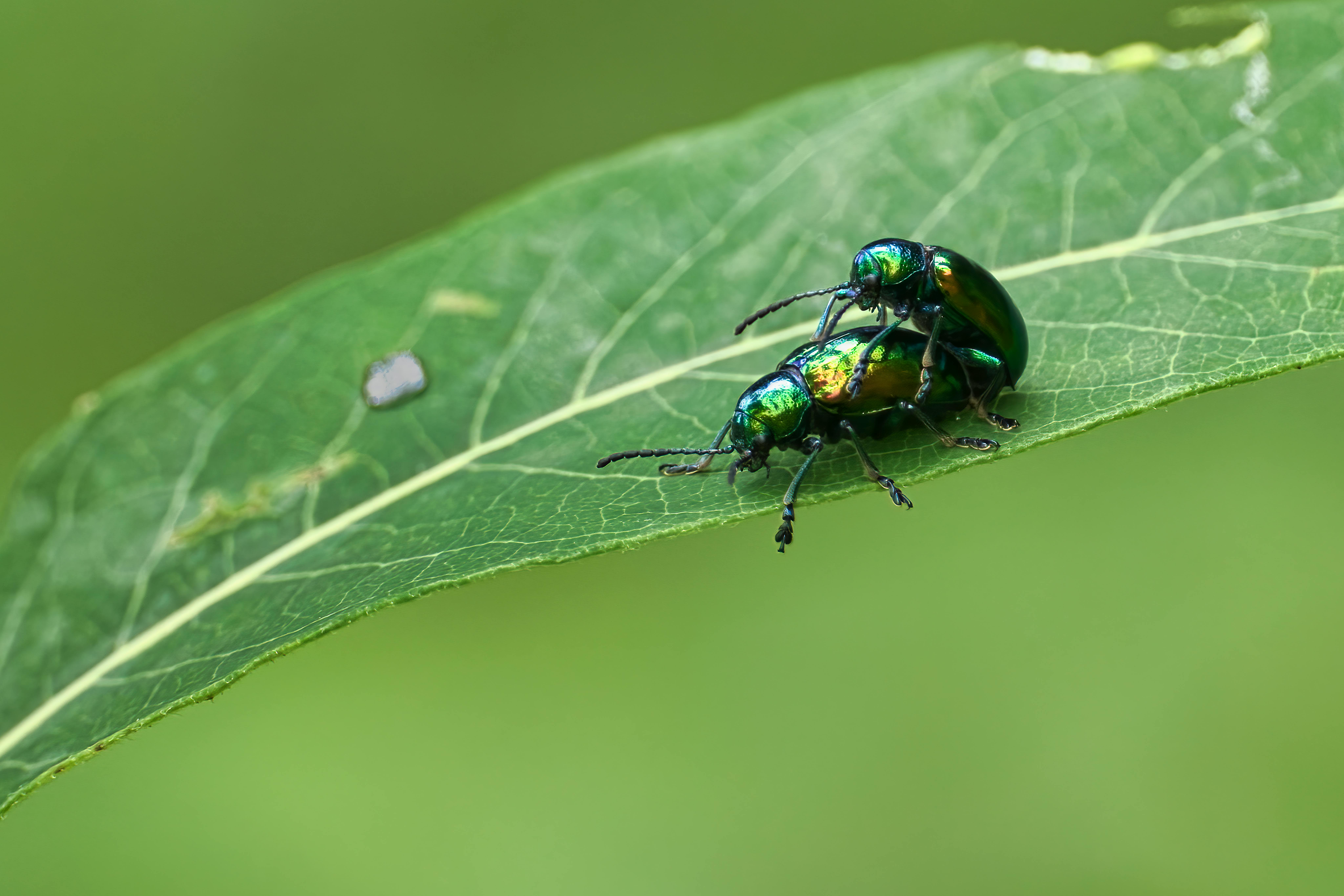 Foto de stock gratuita sobre al aire libre, amo insectos, apareamiento ...