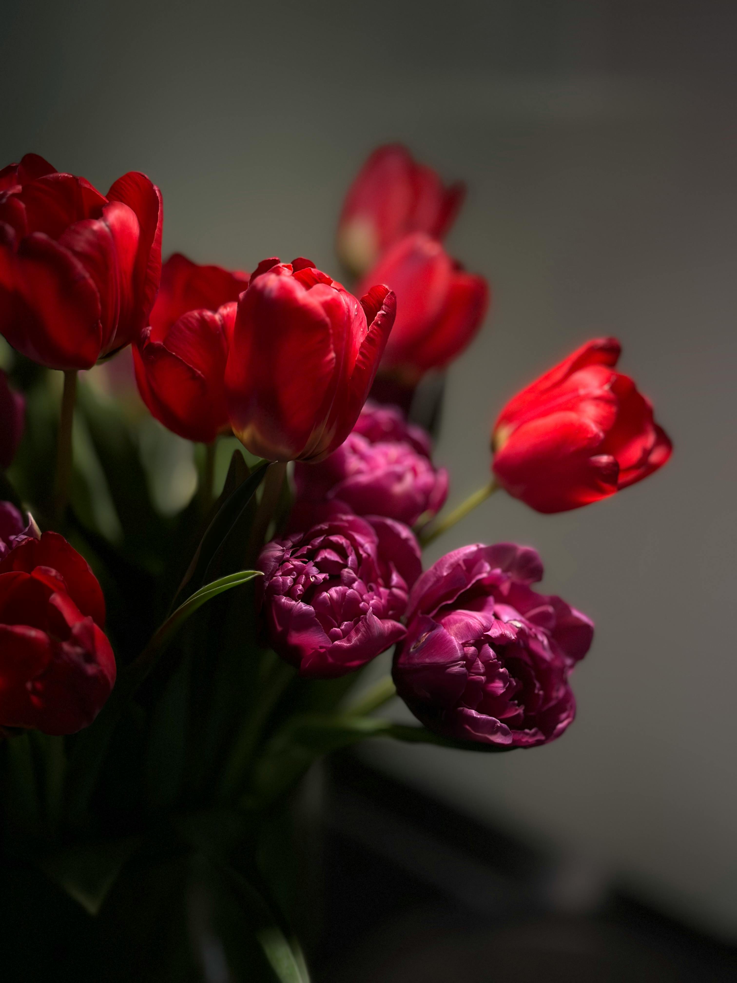 Selective Focus Photography of Pink and Red Flowers · Free Stock Photo