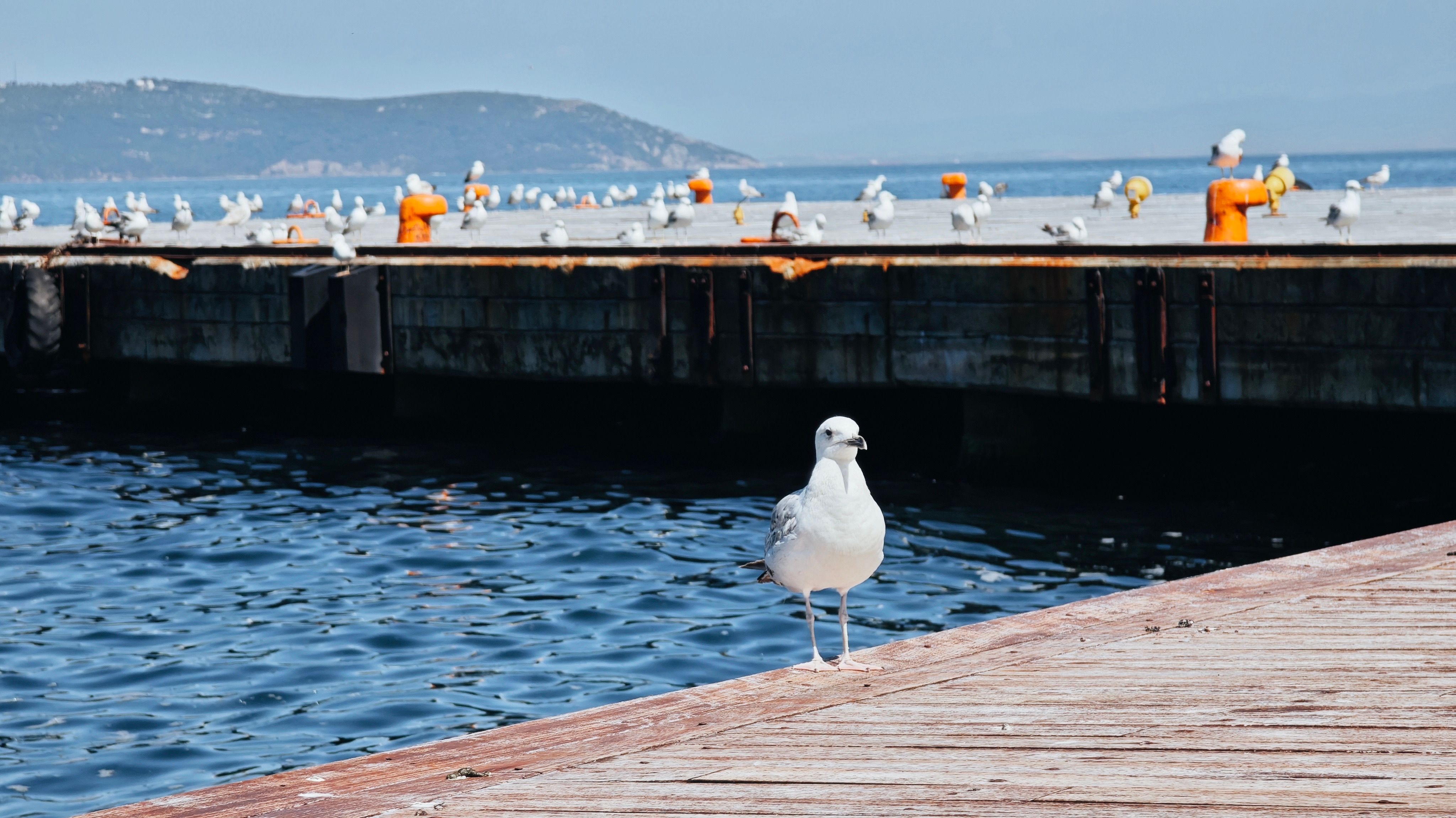 Seagulls on the Sea Shore · Free Stock Photo