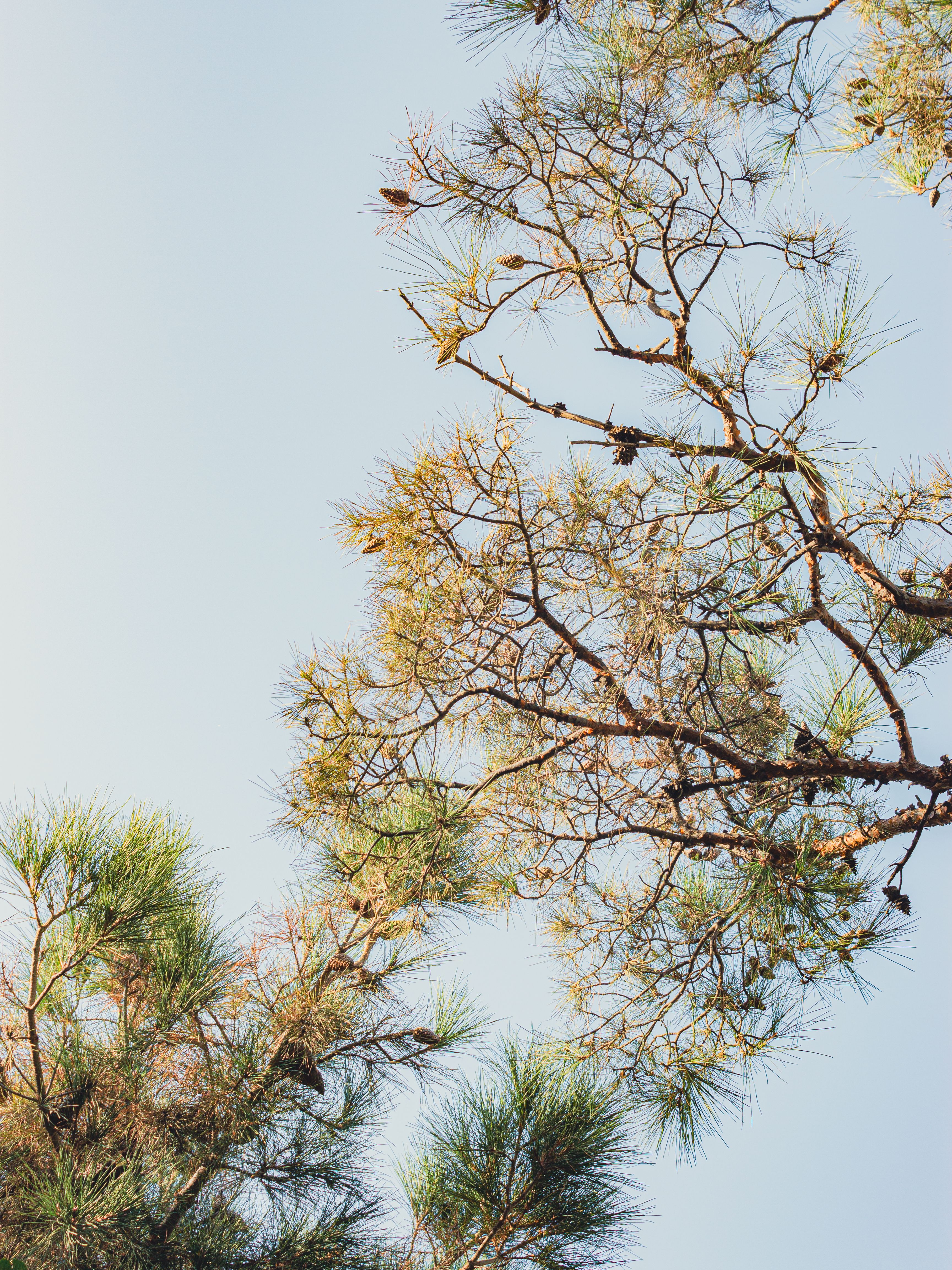Green Leafed Tree Low Angle Photography · Free Stock Photo