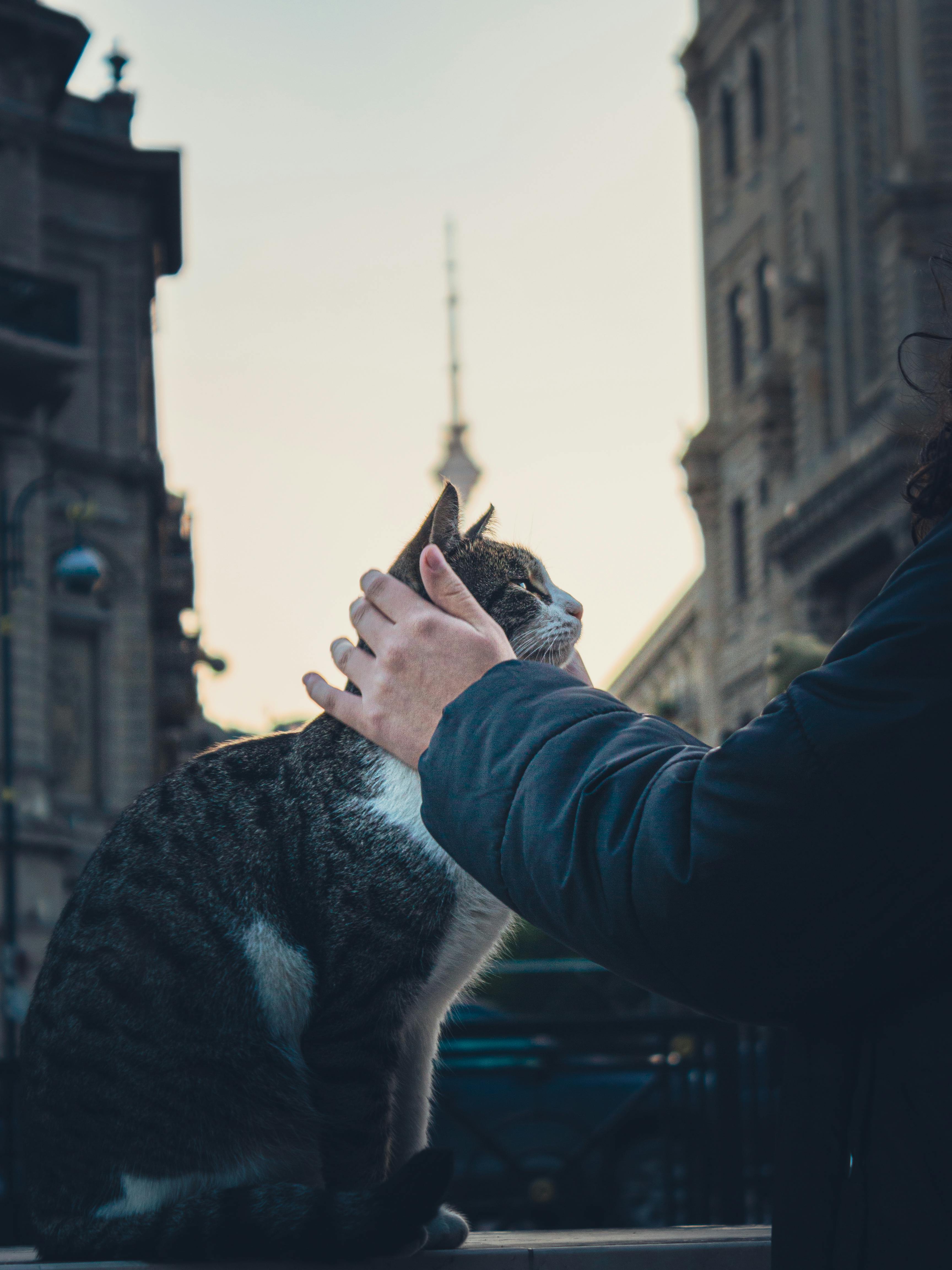 Person Patting Cat · Free Stock Photo